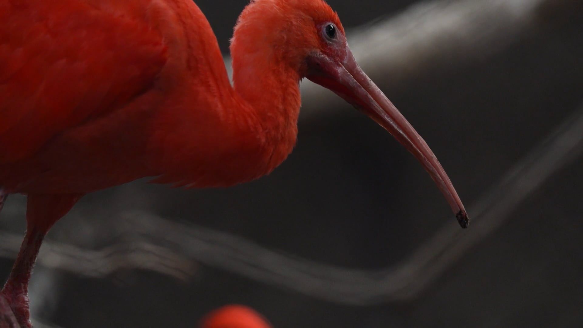 A red bird with long beak and red feet Free Stock Video Footage ...