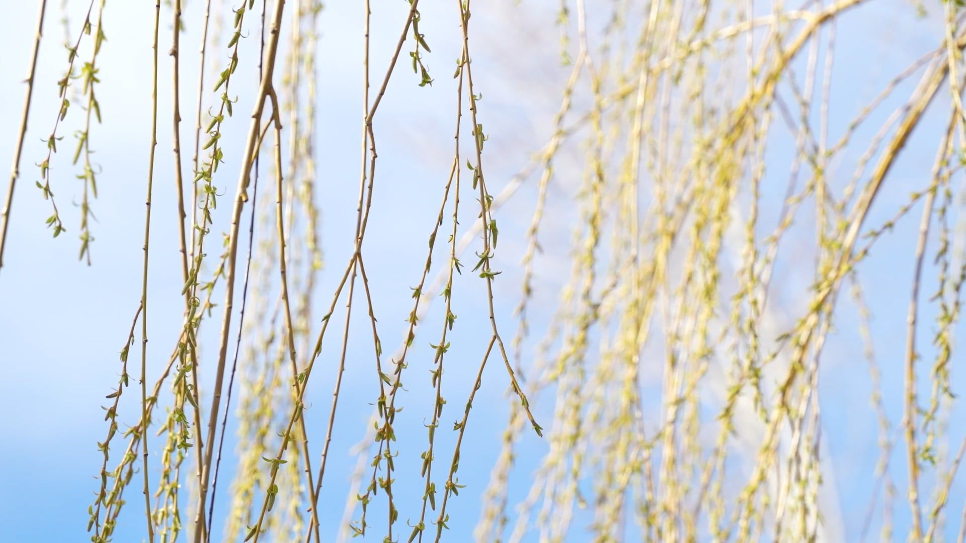 A close up of a willow tree with some white flowers Free Stock Video ...