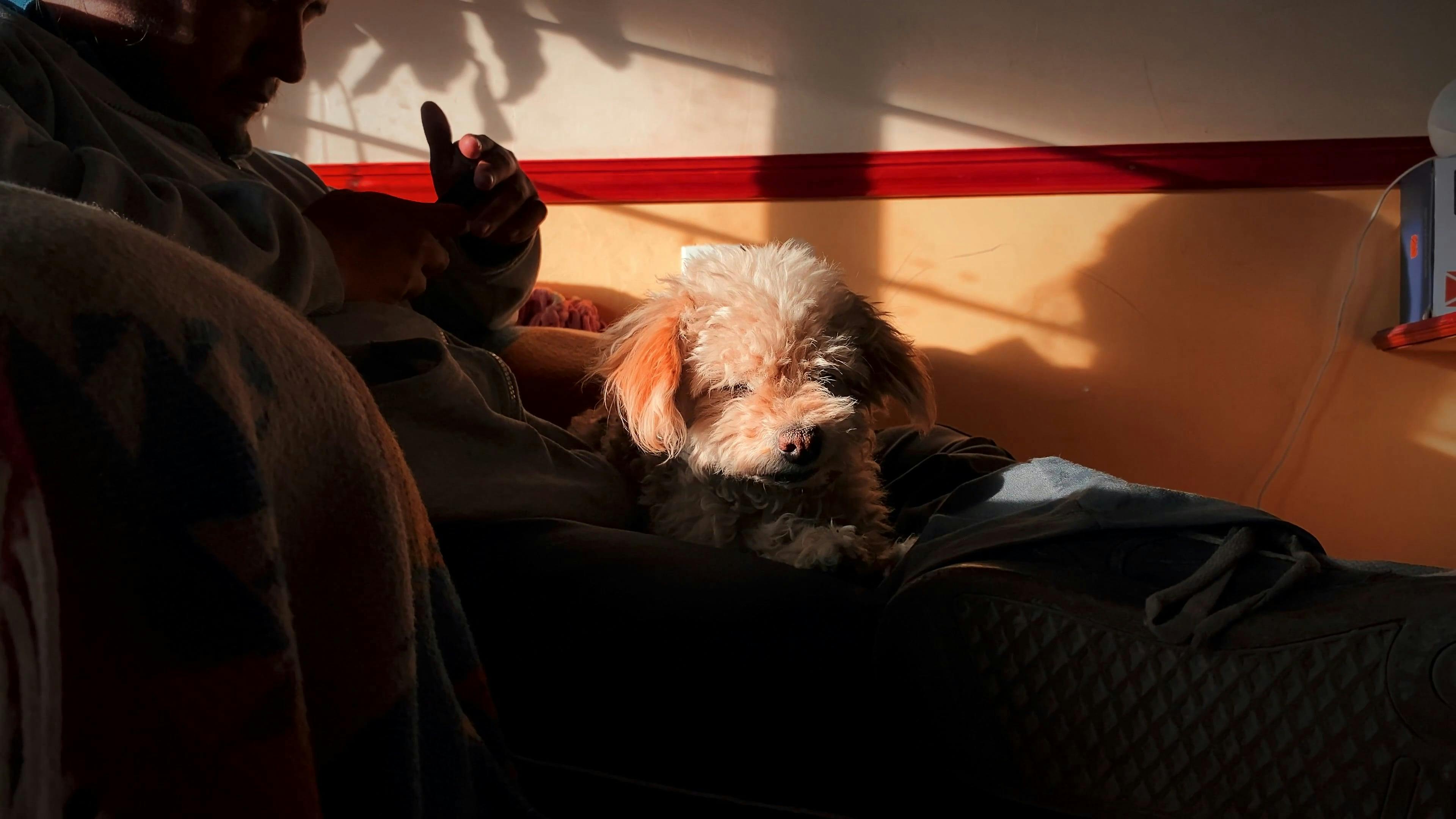 Alvin Free Stock Video Footage, Royalty-Free 4K & HD Video Clip