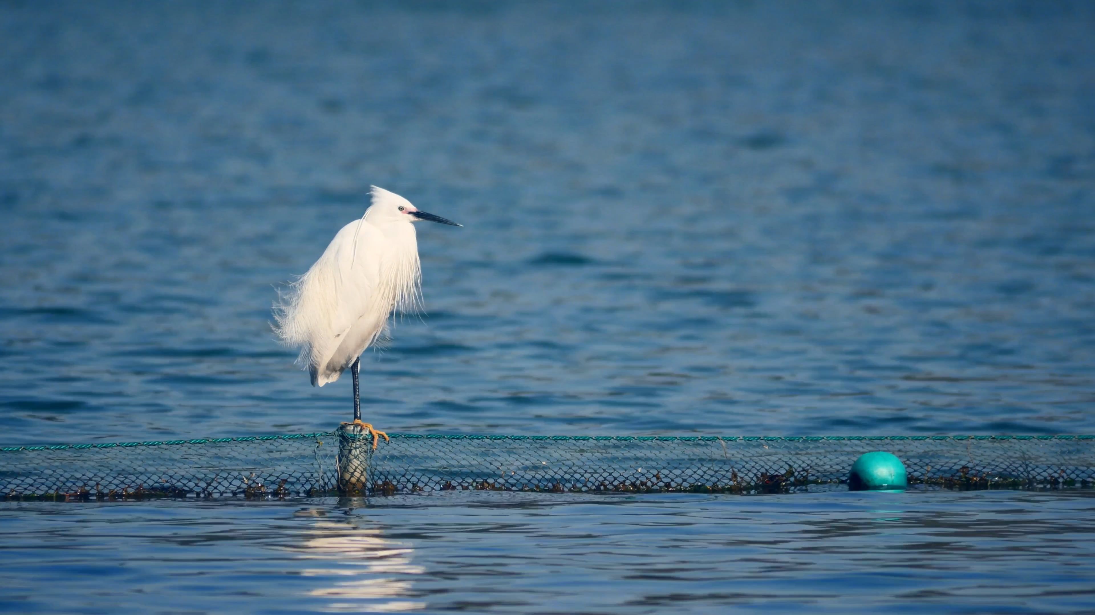 Bird In Net Videos, Download The BEST Free 4k Stock Video Footage ...