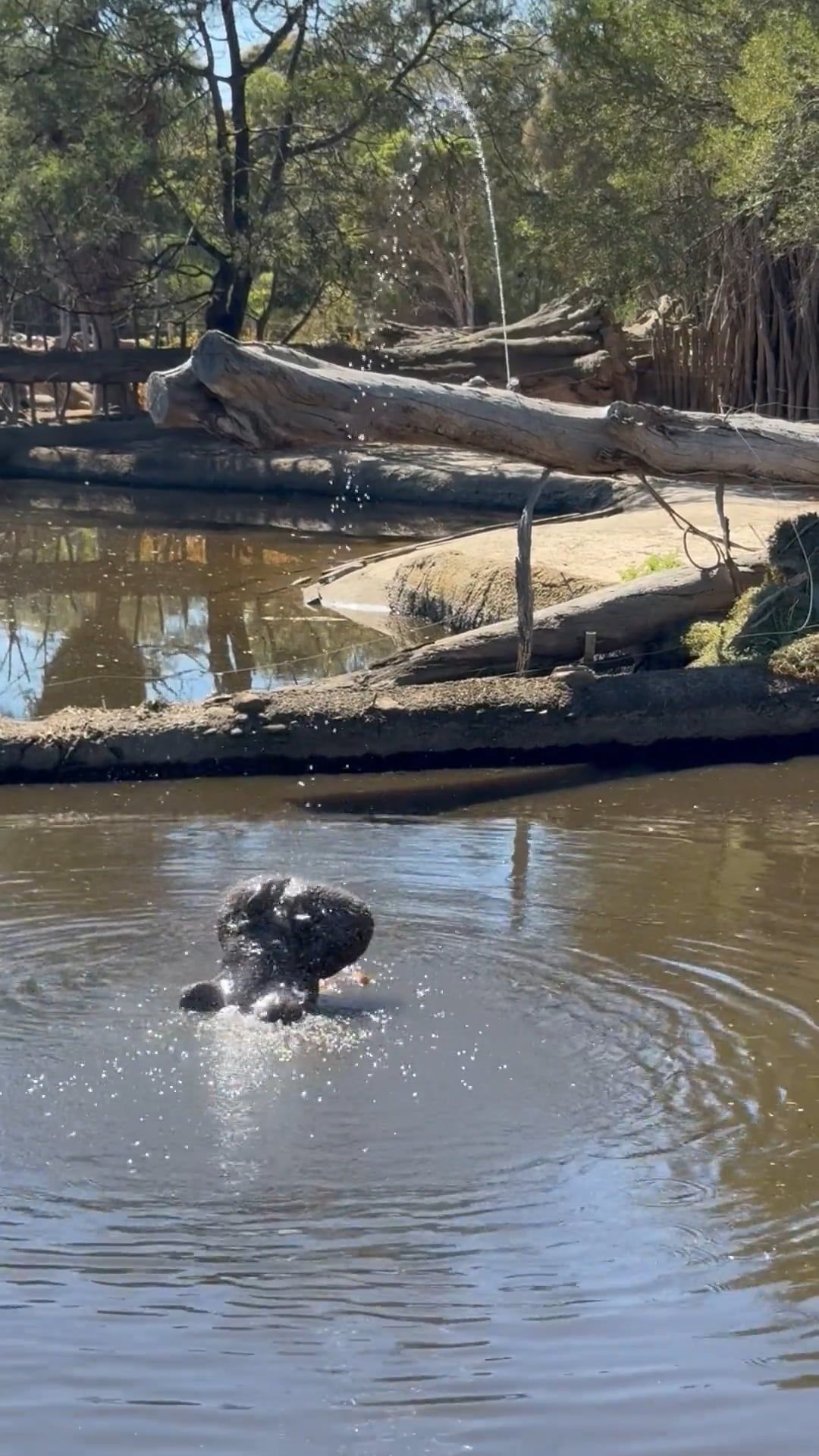Hippo Shower Free Stock Video Footage, Royalty-Free 4K & HD Video Clip