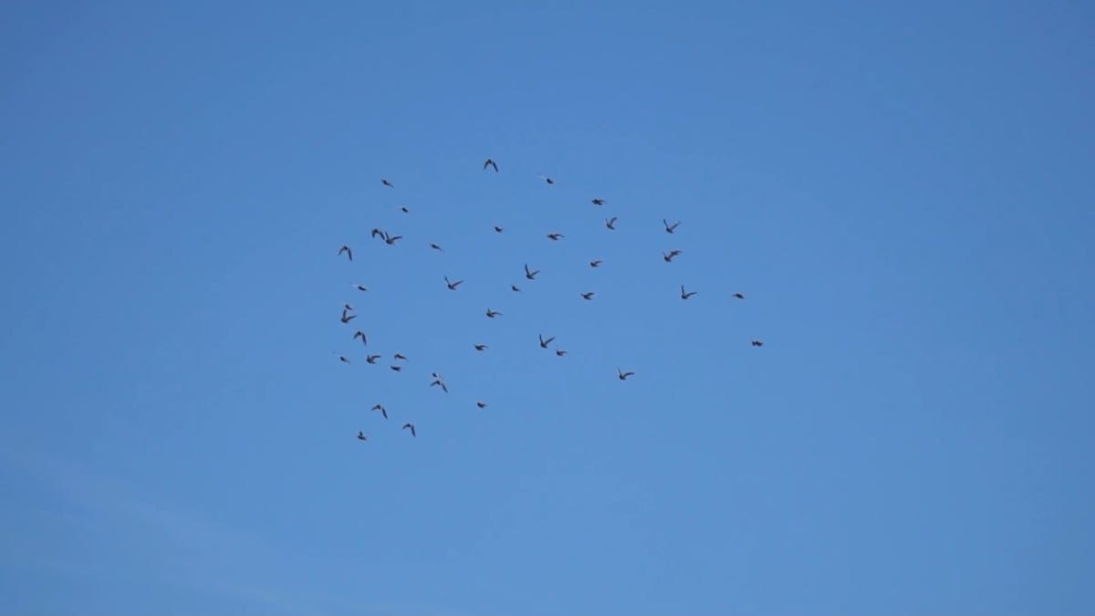 Birds Videos, Download The BEST Free 4k Stock Video Footage & Birds HD ...