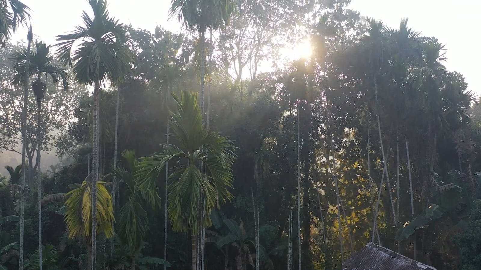 Assam Videos, Download The BEST Free 4k Stock Video Footage & Assam HD ...