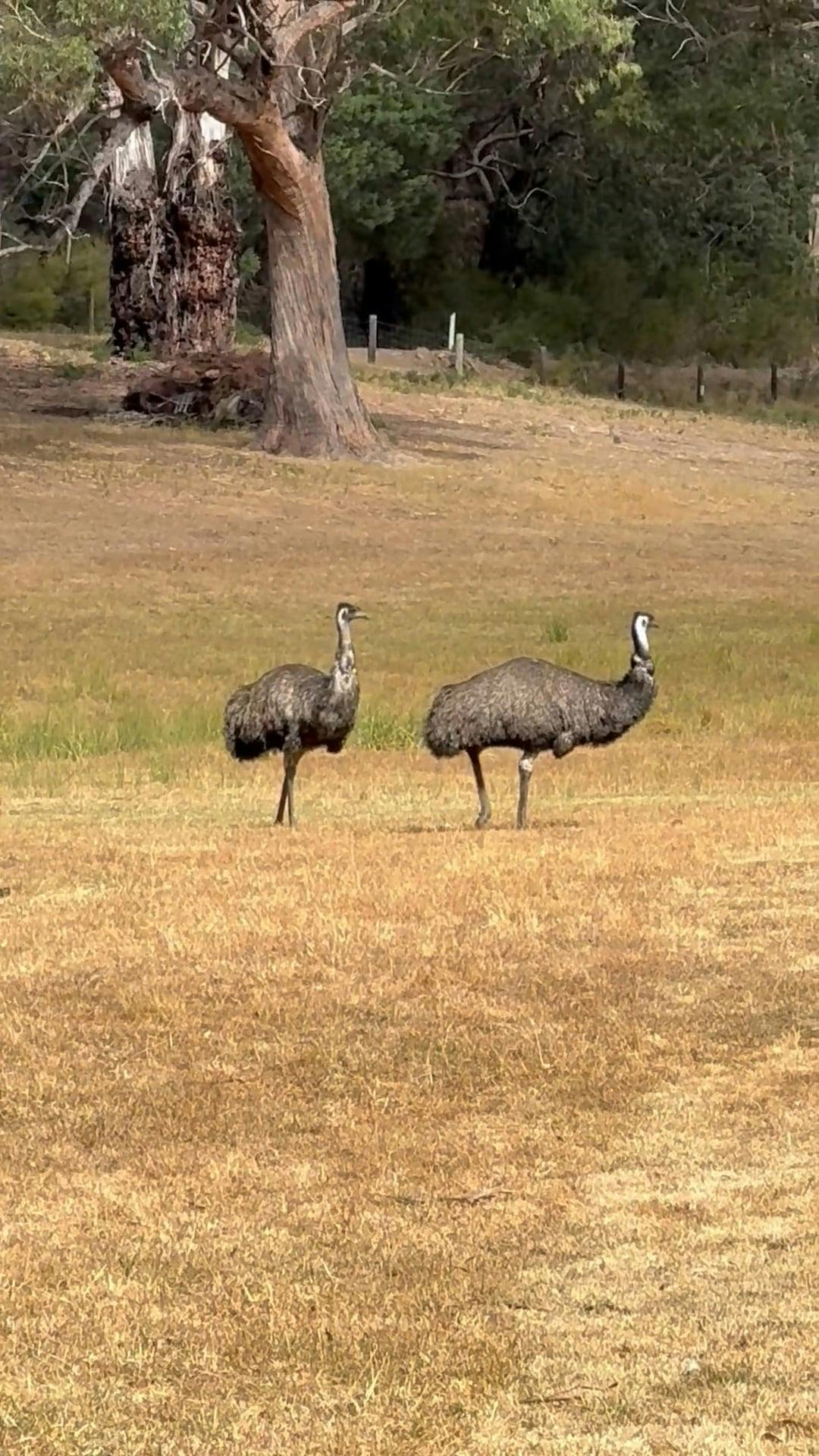 Two emus walking in the grass near trees Free Stock Video Footage ...