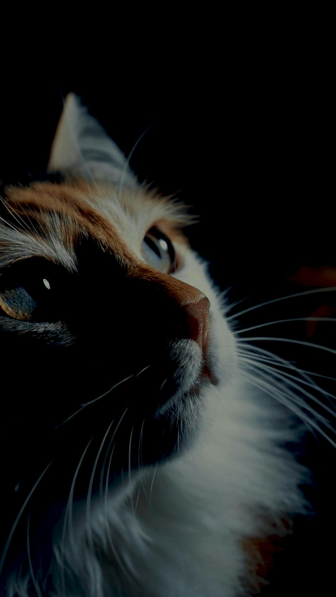 Dramatic Cat Dark Videos, Download The BEST Free 4k Stock Video Footage ...