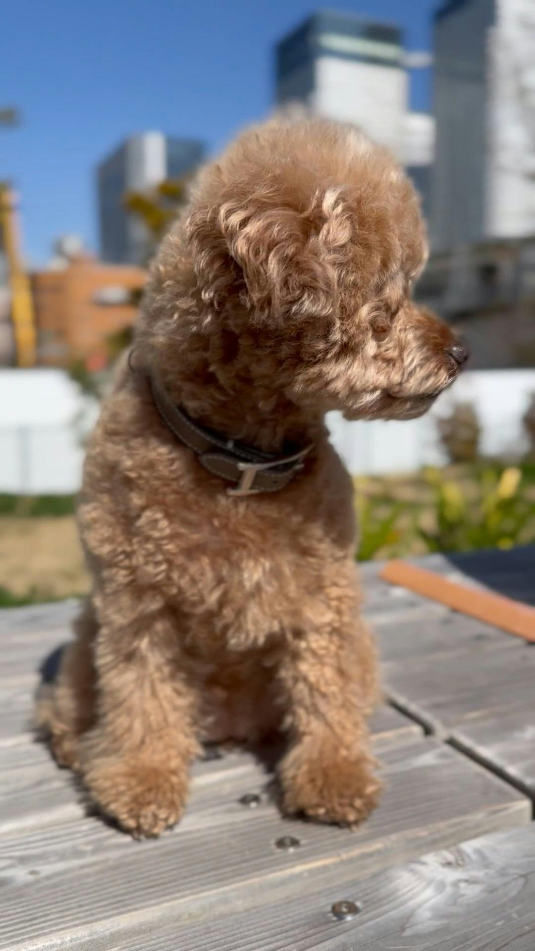 Two small poodles sitting on a wooden table Free Stock Video Footage ...