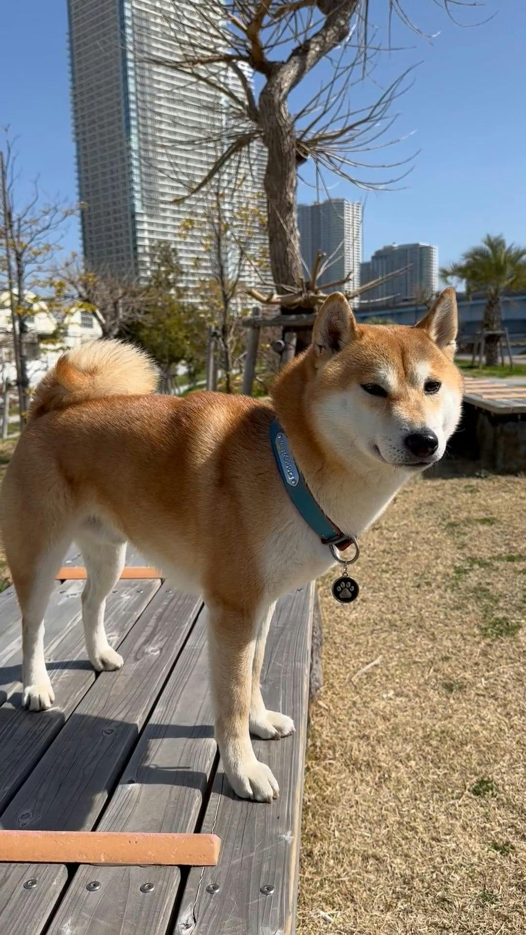 Japanese Funny Videos, Download The BEST Free 4k Stock Video Footage ...