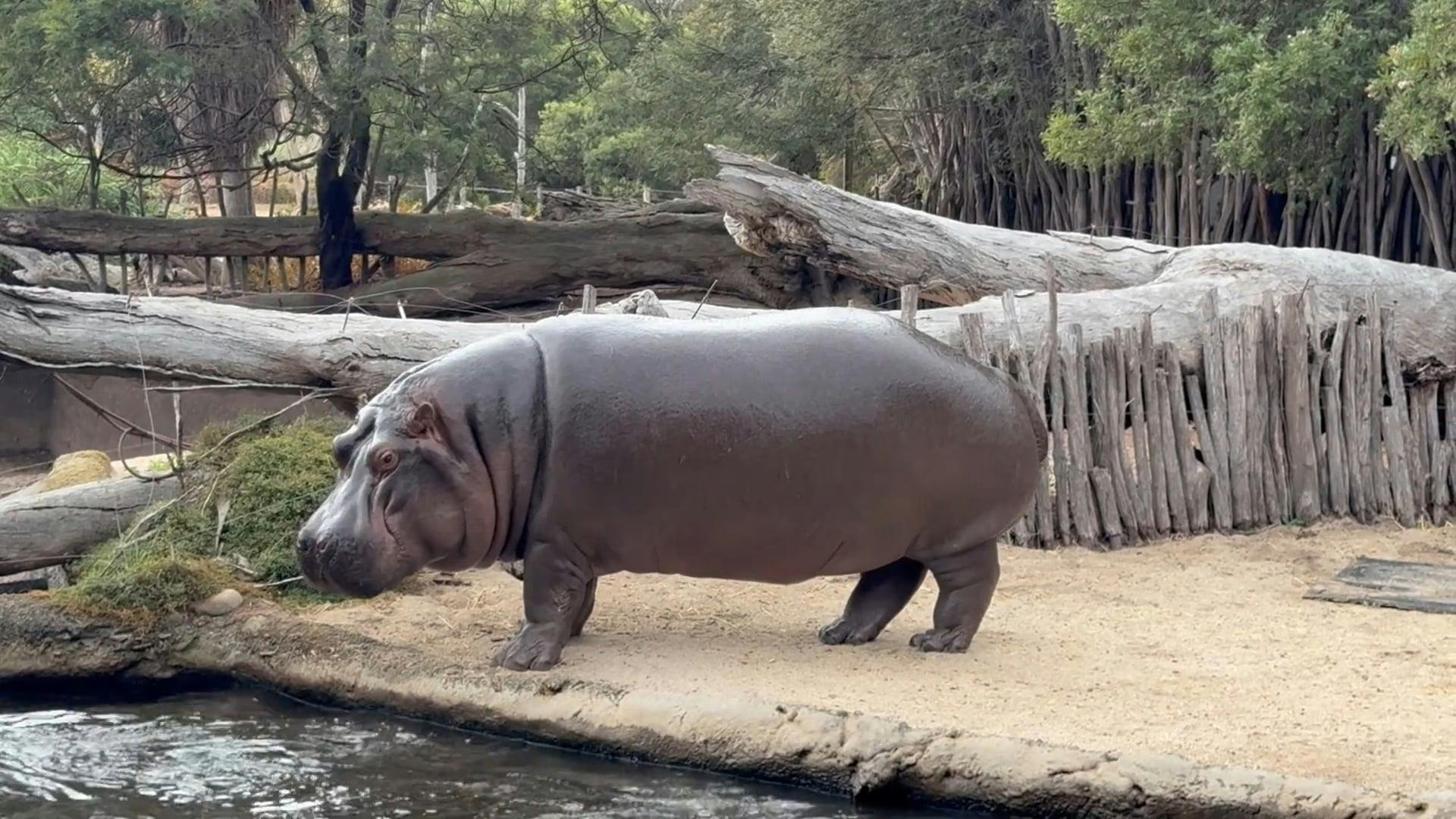 Close-up of Hippo Opening Mouth Wide Free Stock Video Footage, Royalty ...