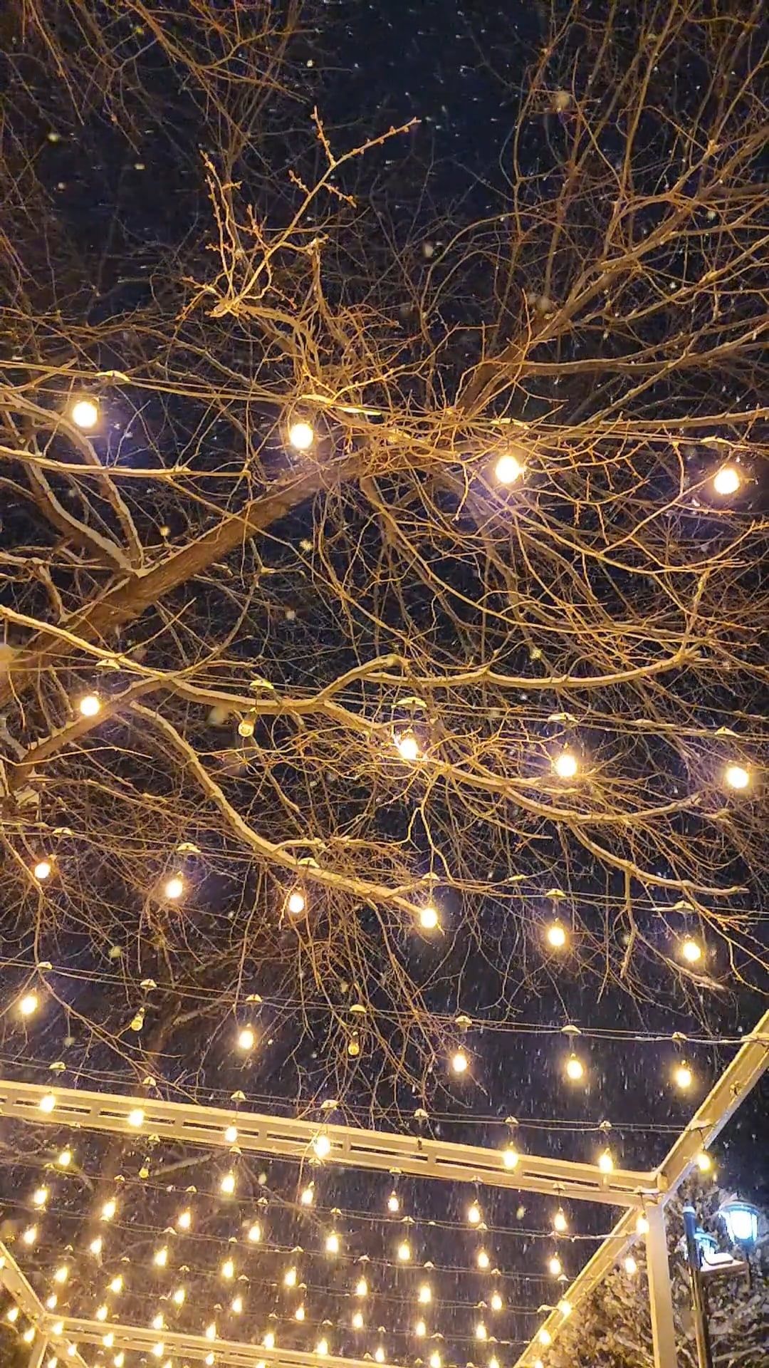 A wedding with string lights and trees Free Stock Video Footage ...