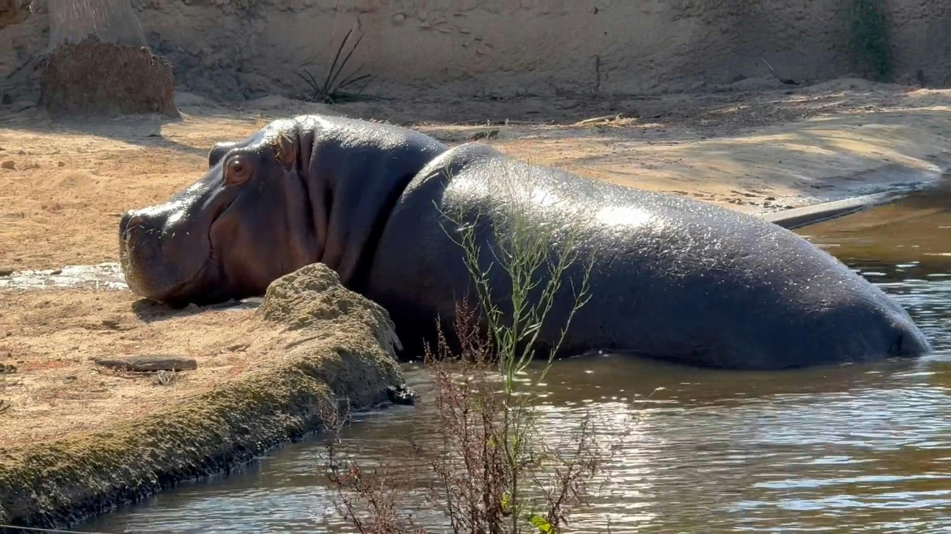 Hippopotamus - water to land Free Stock Video Footage, Royalty-Free 4K ...