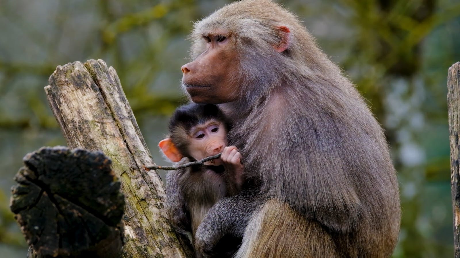 Ape Videos, Download The BEST Free 4k Stock Video Footage & Ape HD ...