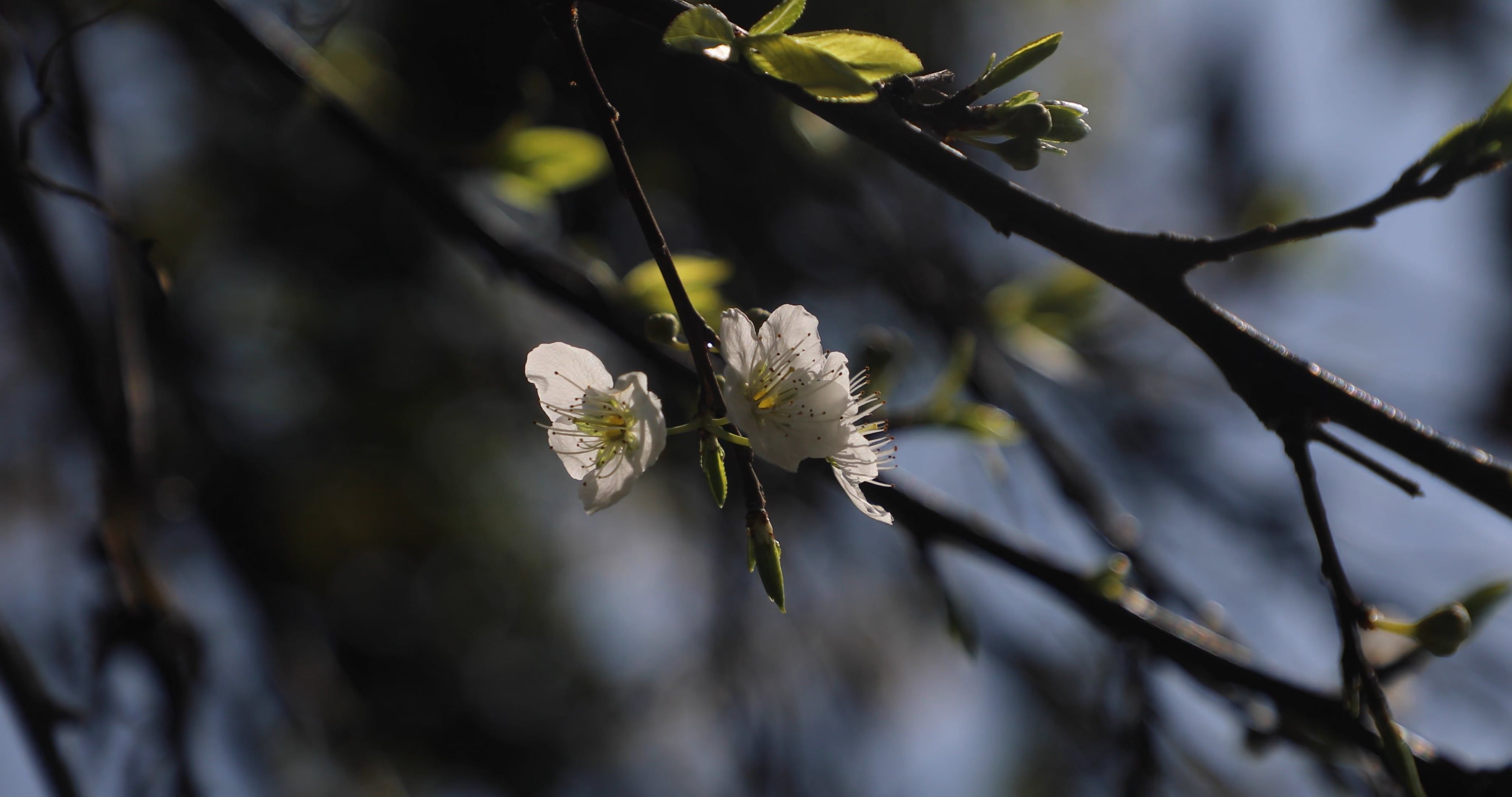 Windy Day in Spring Free Stock Video Footage, Royalty-Free 4K & HD ...