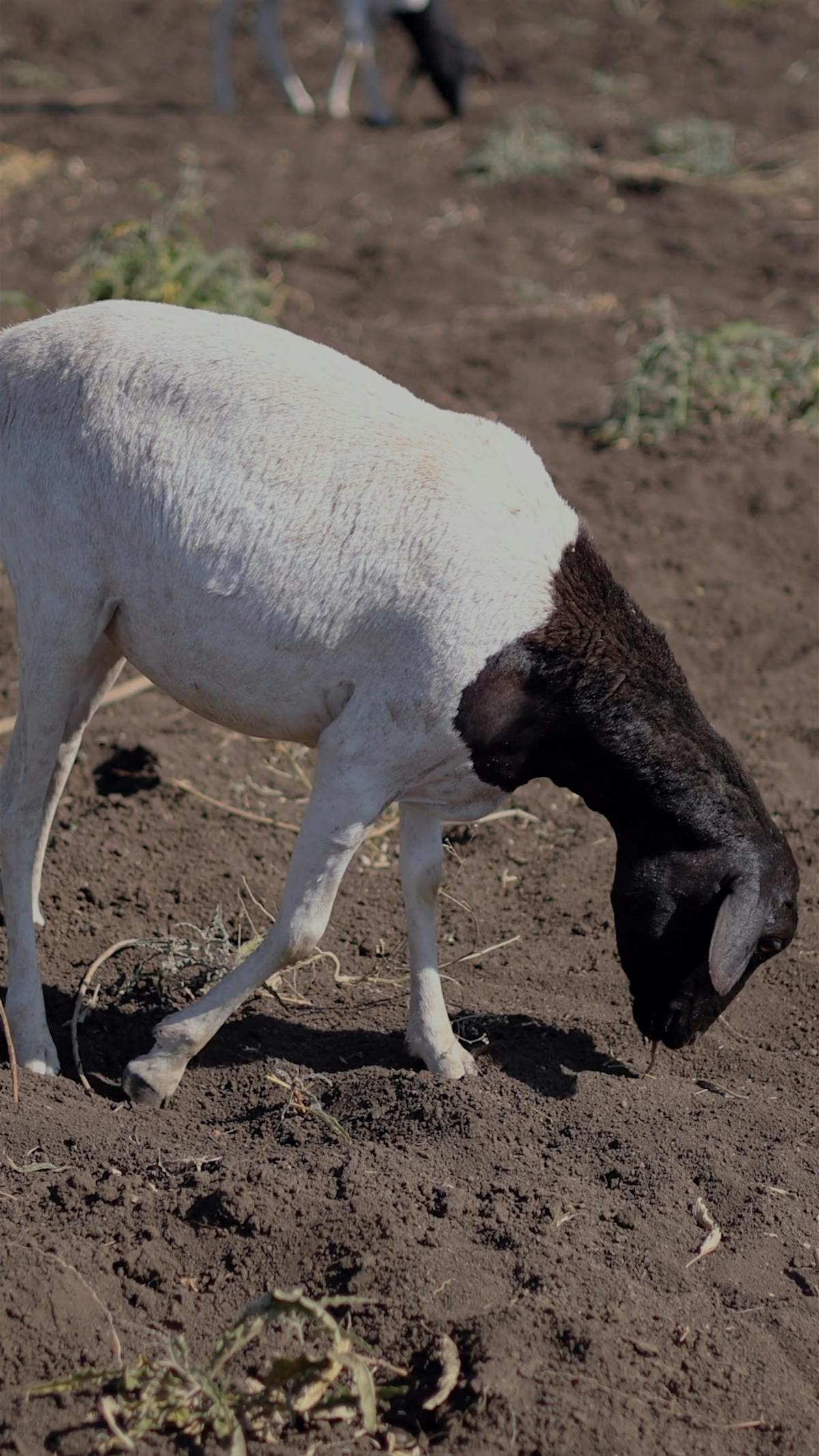 Soil Erosion Videos, Download The BEST Free 4k Stock Video Footage ...