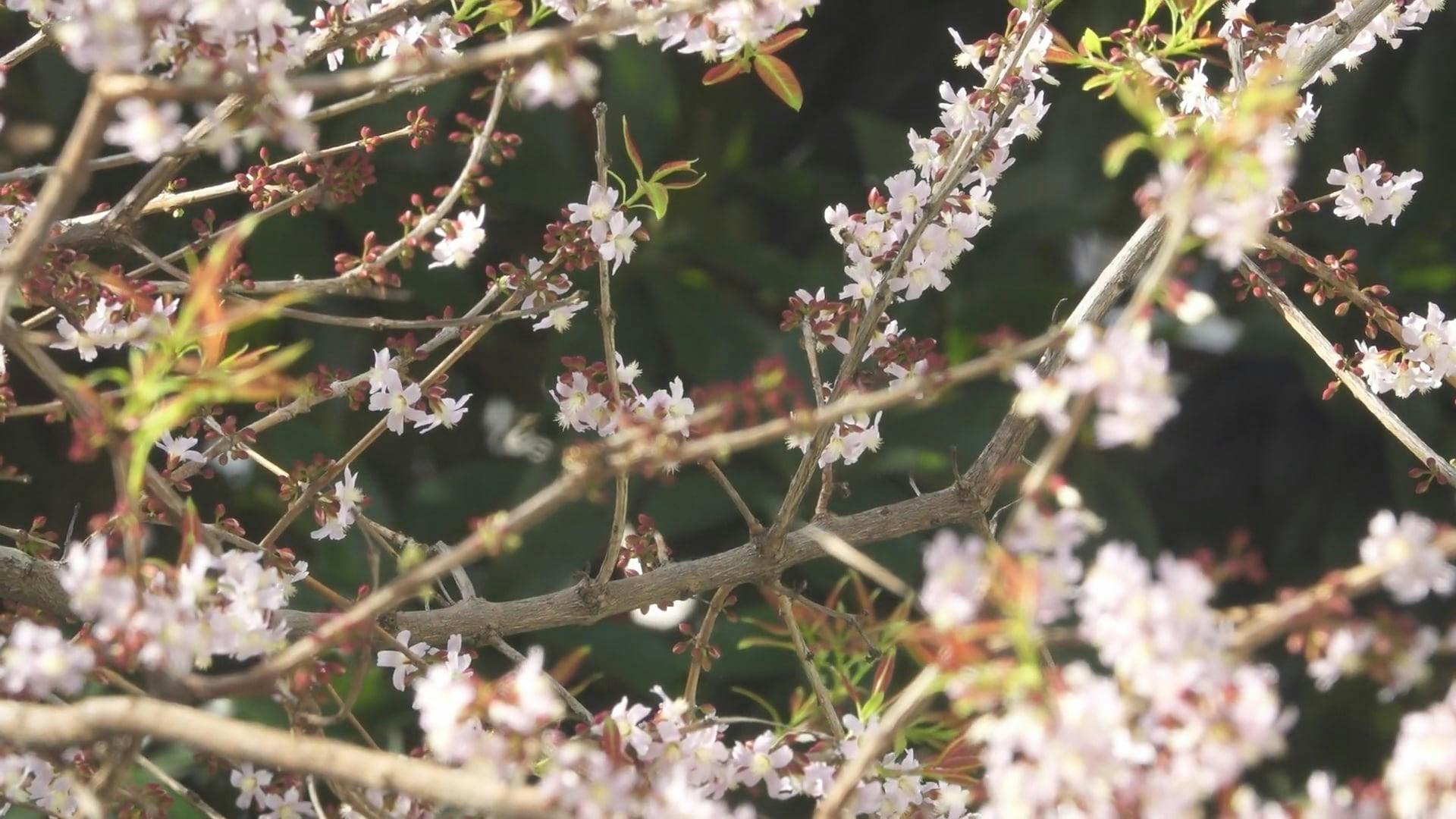 Pink Mempat 16 Free Stock Video Footage, Royalty-Free 4K & HD Video Clip