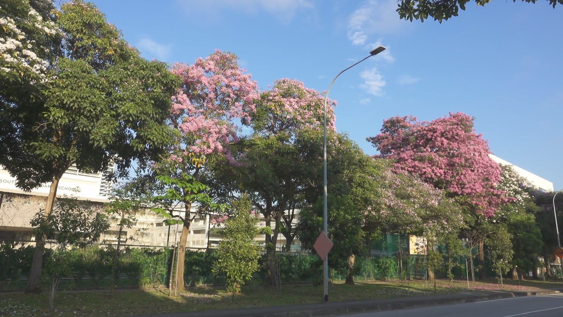 Trumpet Tree1 Free Stock Video Footage, Royalty-Free 4K & HD Video Clip