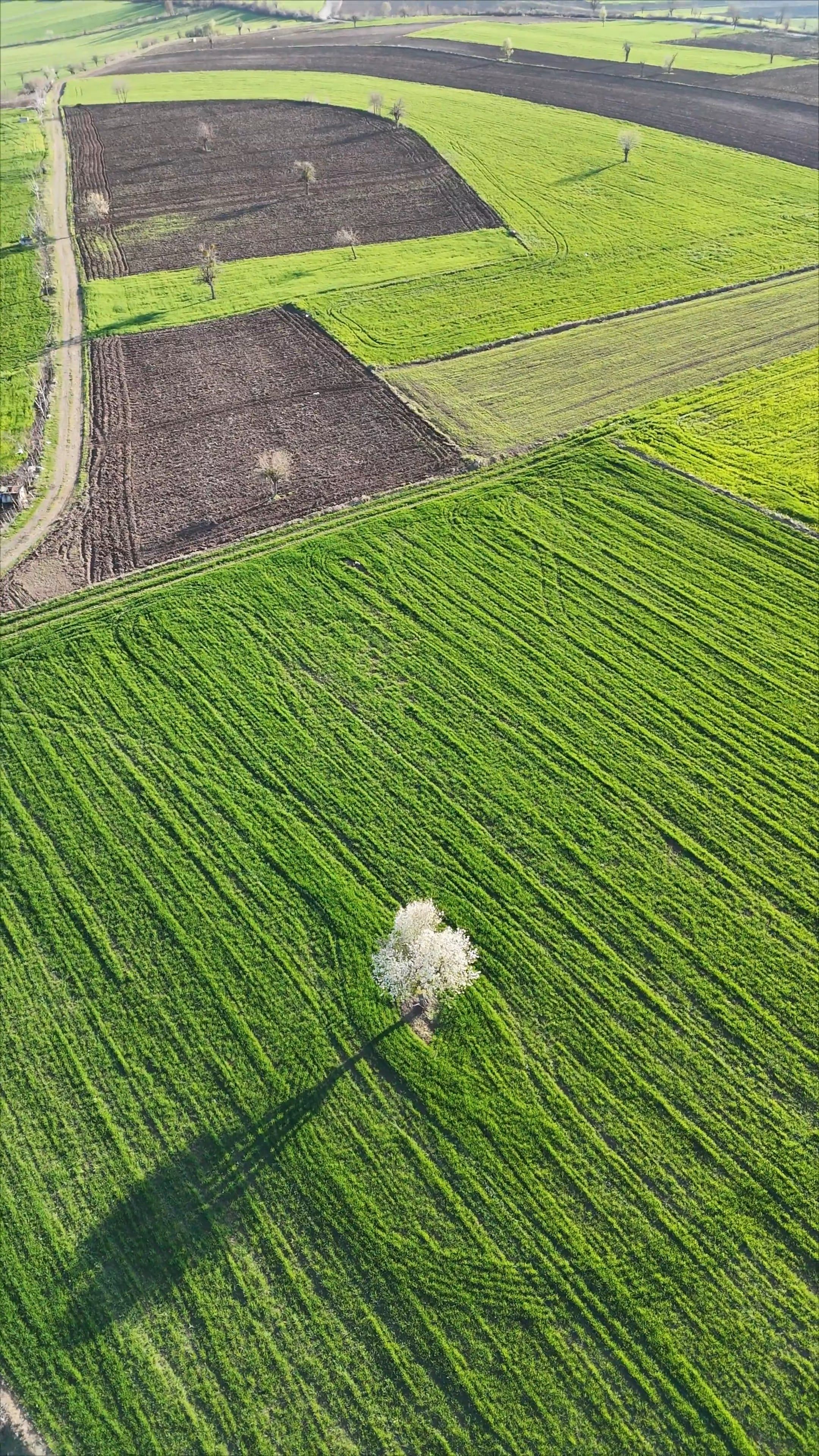 An aerial view of a field with a tree in it Free Stock Video Footage ...