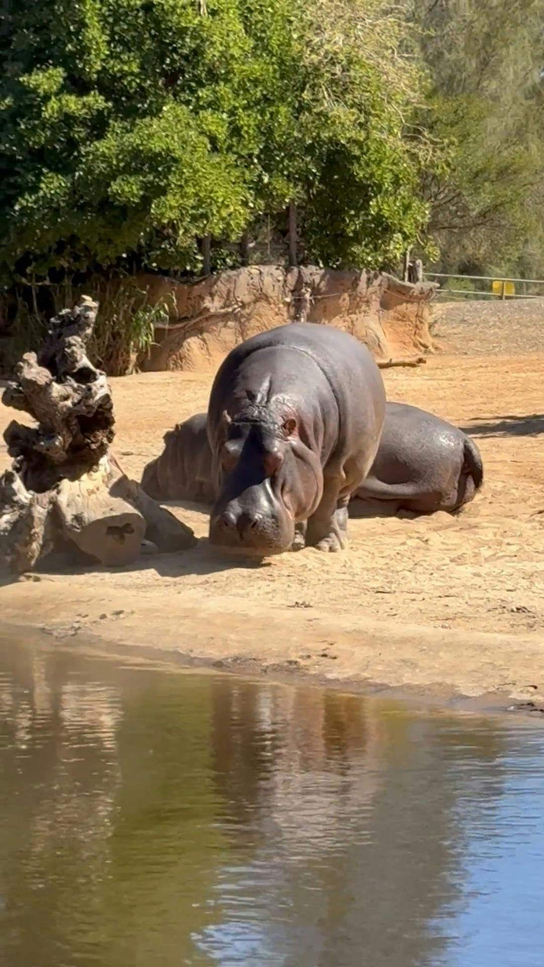 Hippo moves from land to water Free Stock Video Footage, Royalty-Free ...