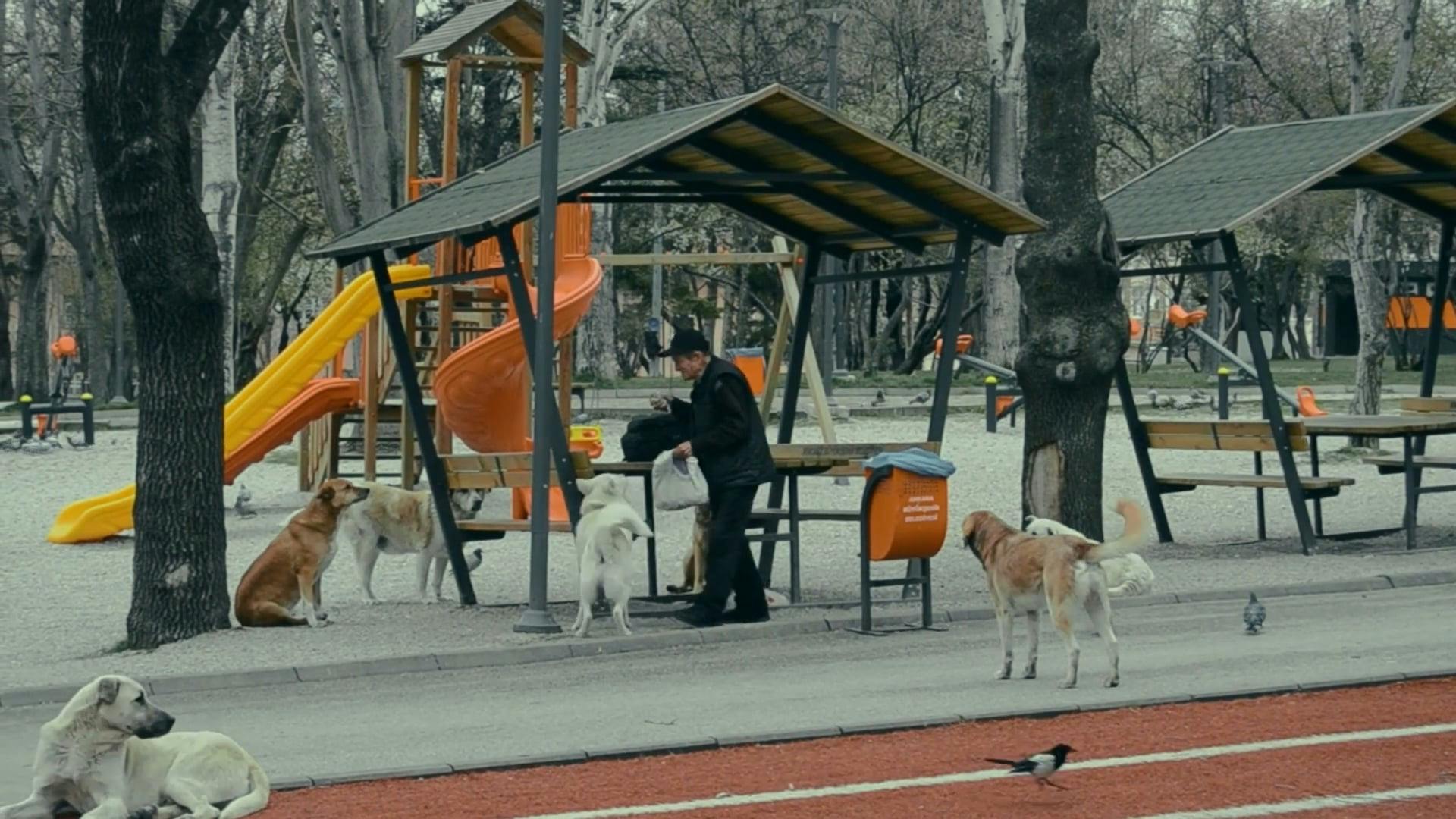 Stray Dog Feeding Videos, Download The BEST Free 4k Stock Video Footage ...