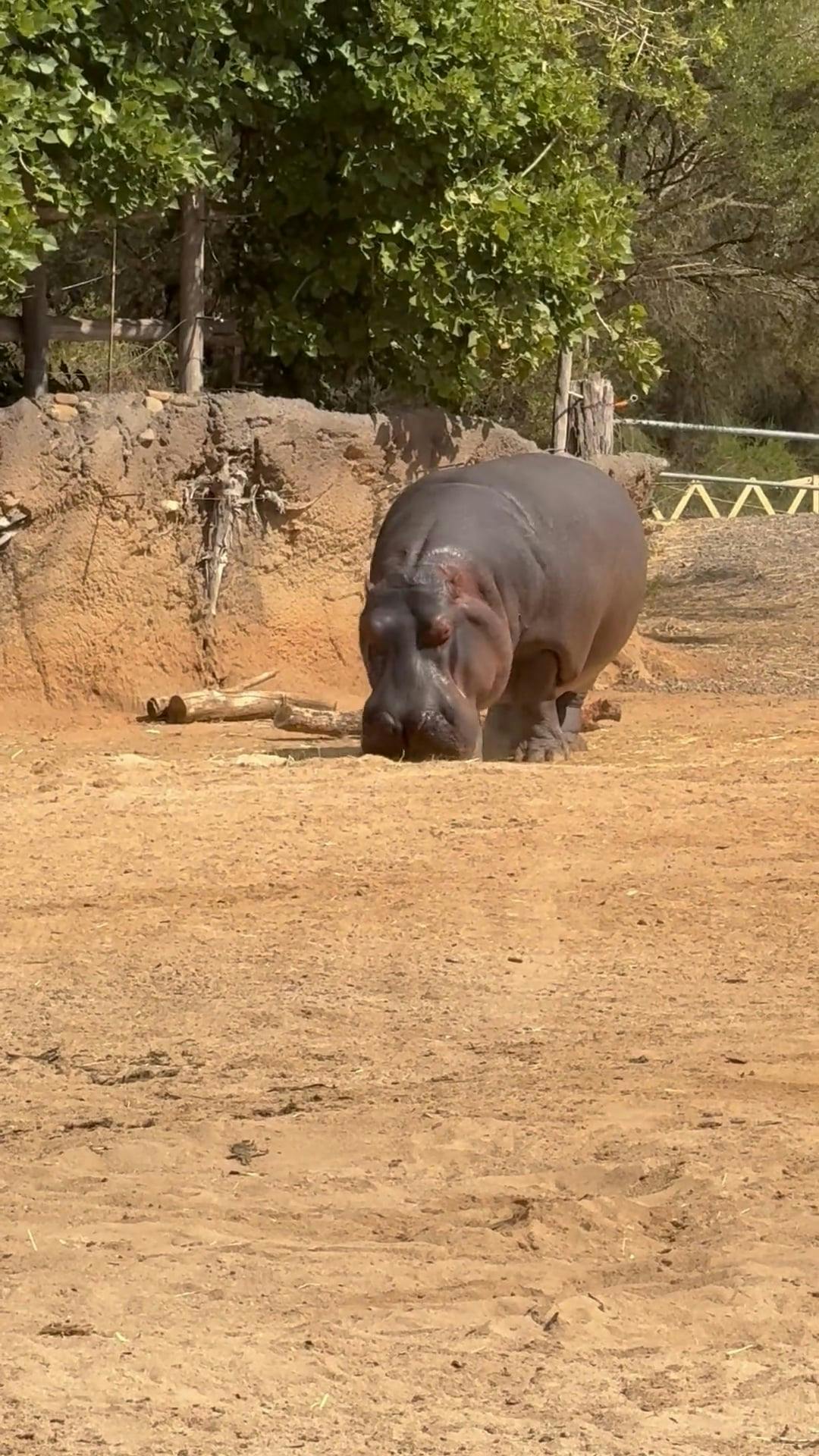 Hippopotamus grazing on dry land Free Stock Video Footage, Royalty-Free ...