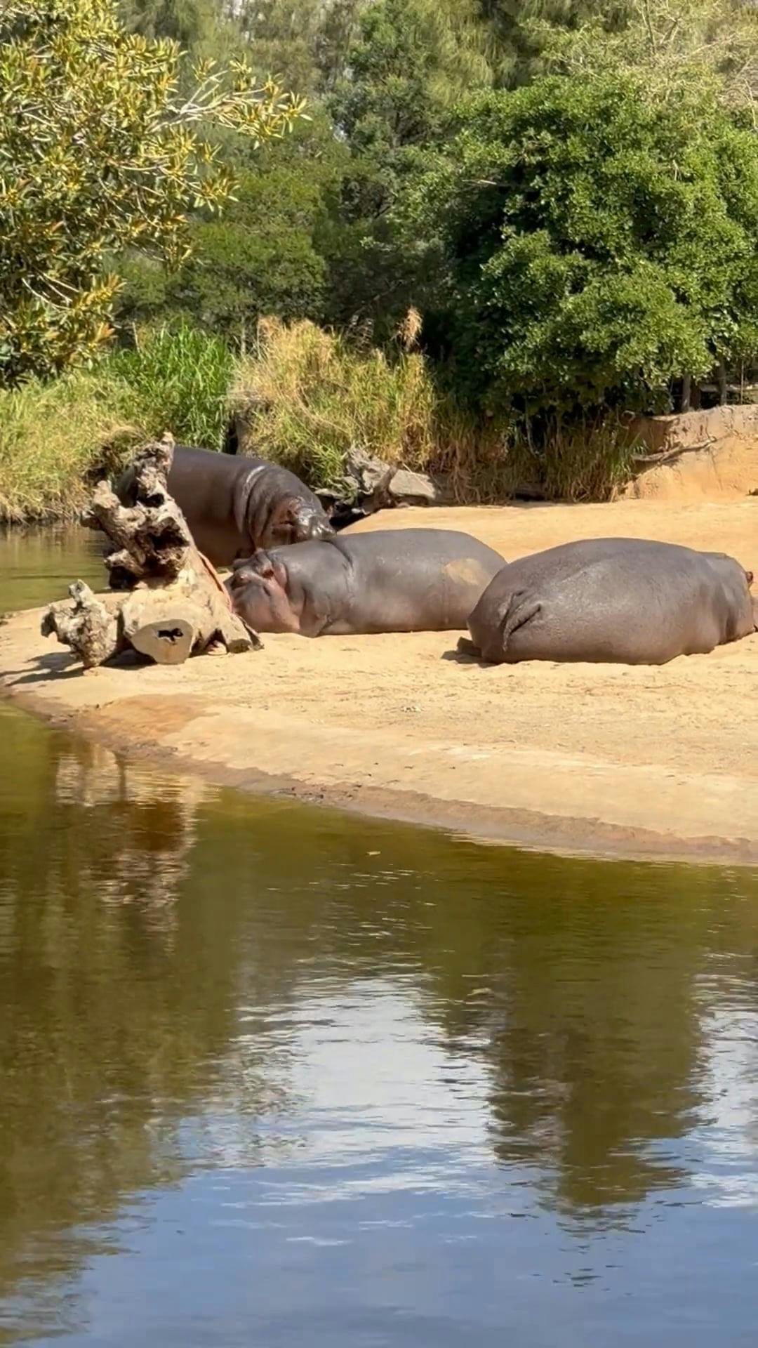 Three hippos Sunbaking Free Stock Video Footage, Royalty-Free 4K & HD ...