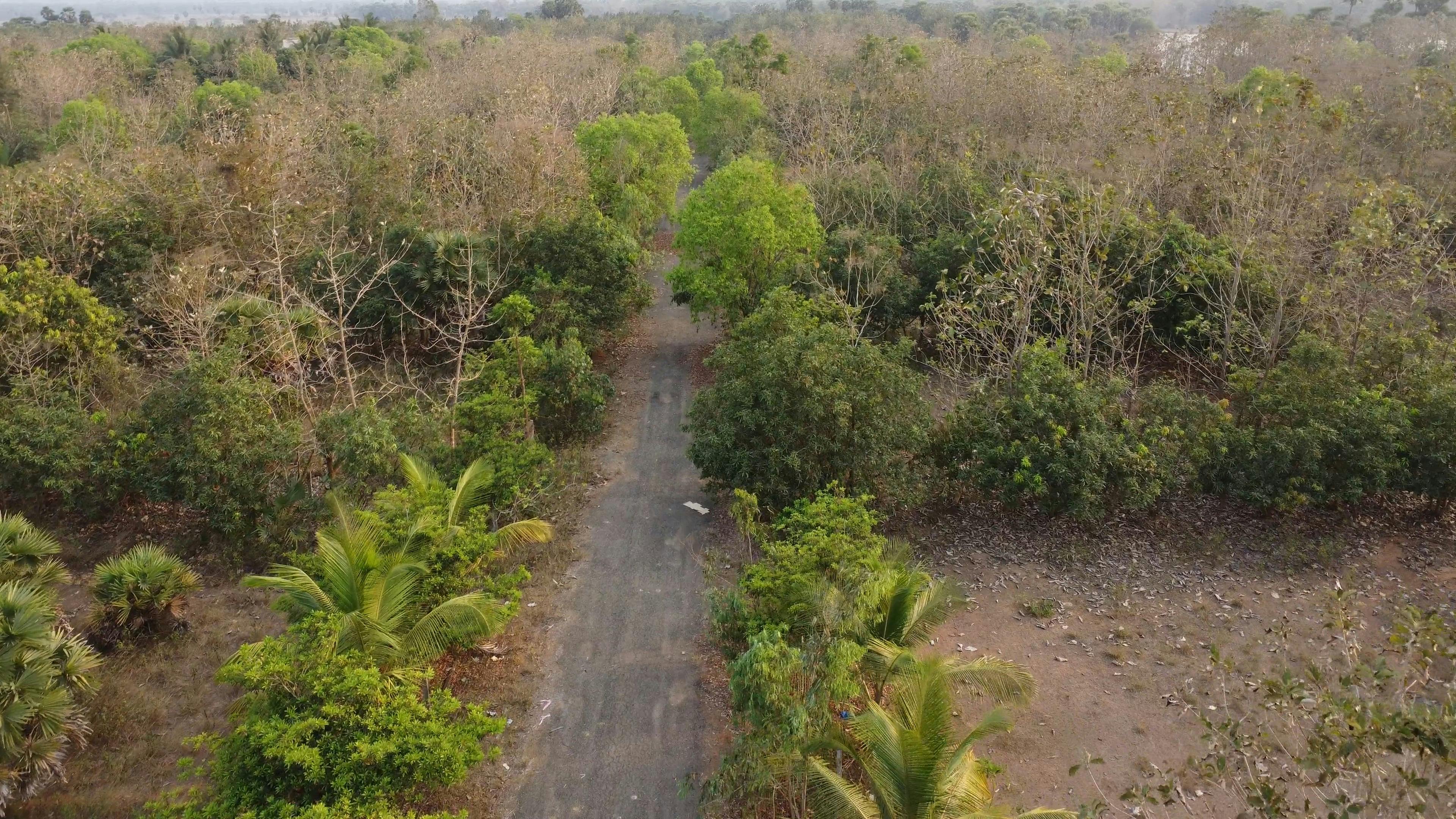 Flying over trees on in rural Andhra Pradesh, India Free Stock Video ...