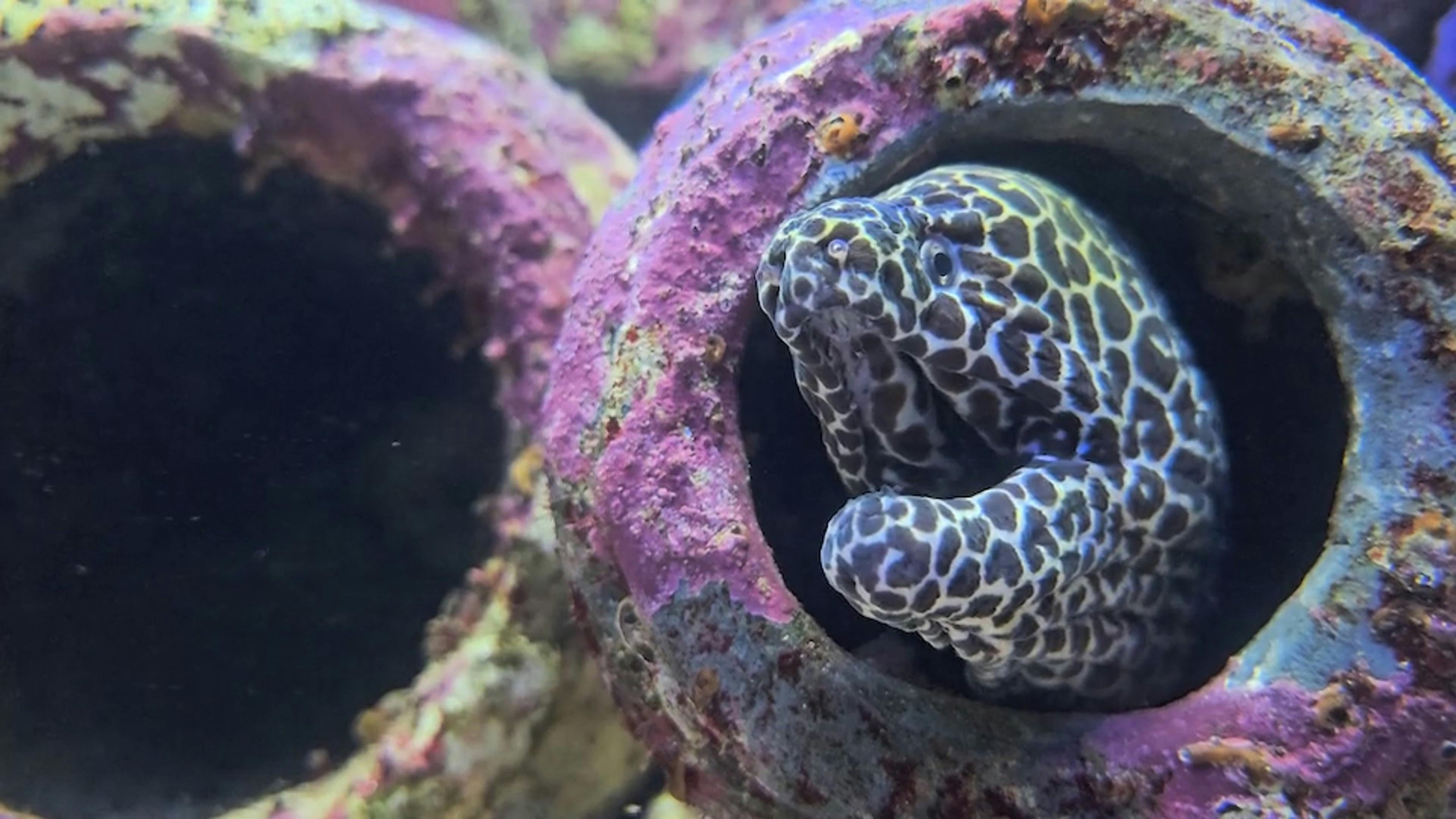 Colorful Marine Fishes Inside An Aquarium Free Stock Video Footage ...