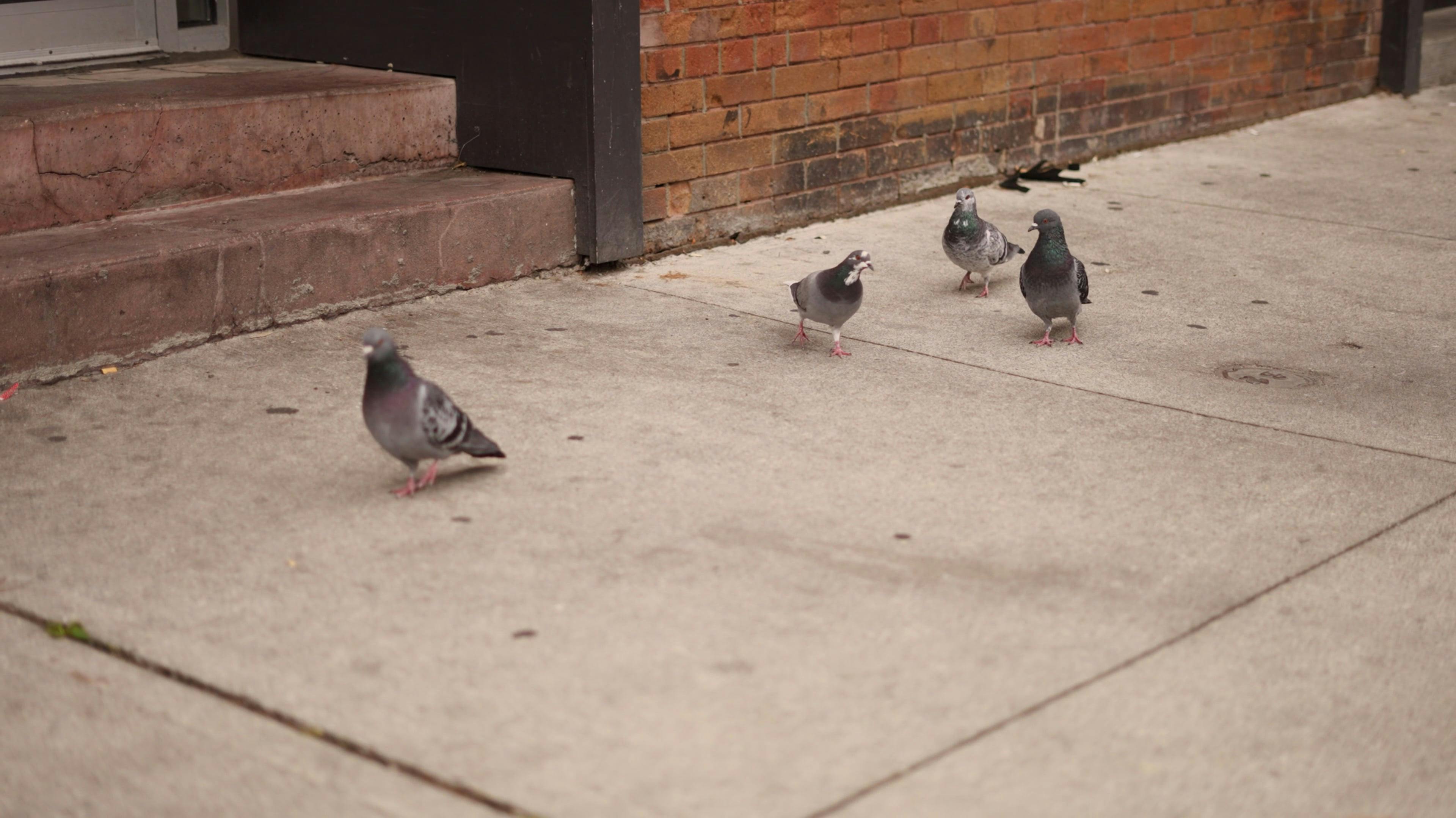 Rap Anime Videos, Download The BEST Free 4k Stock Video Footage & Rap ...