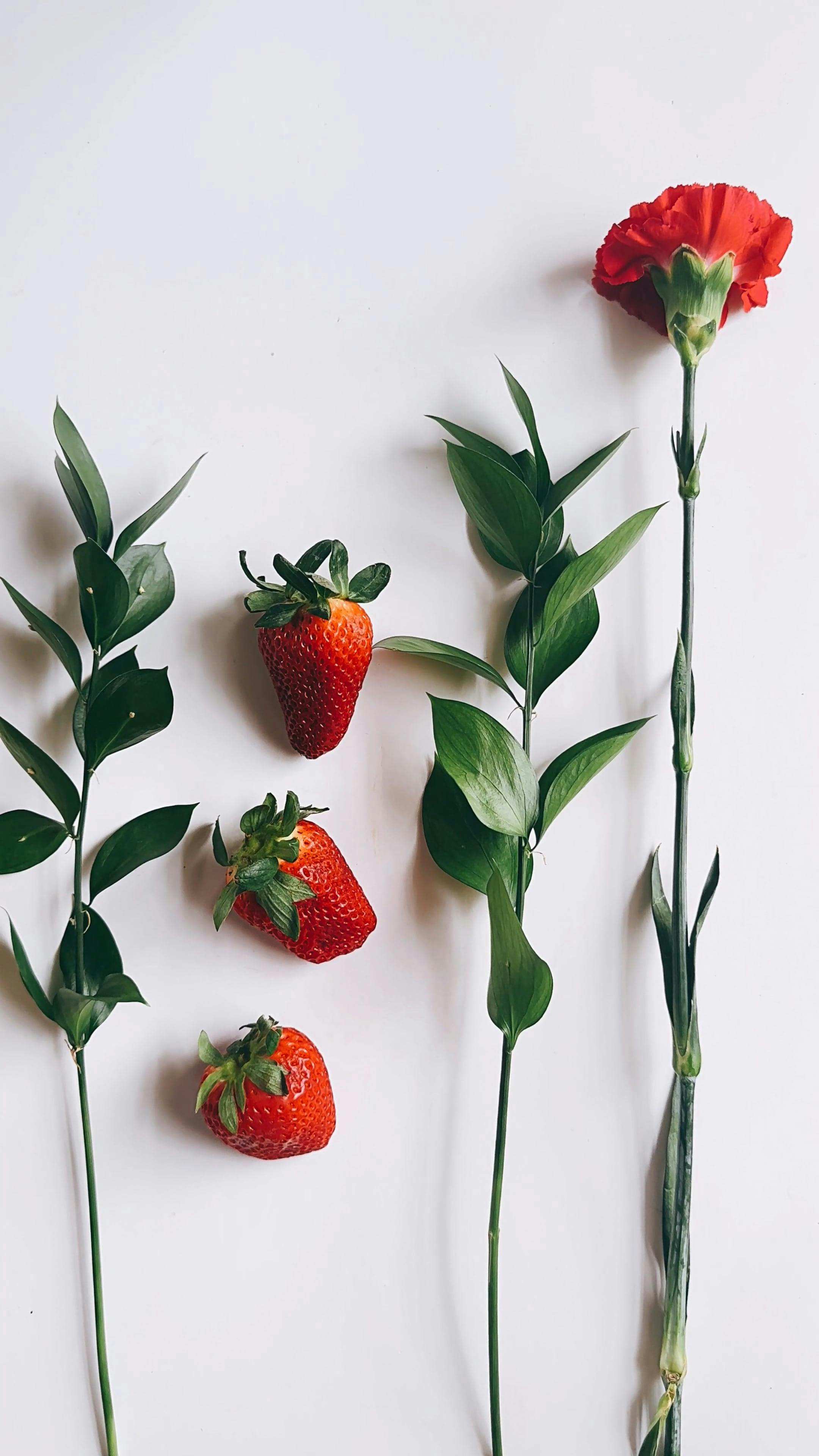 Veg Flower Videos, Download The BEST Free 4k Stock Video Footage & Veg ...