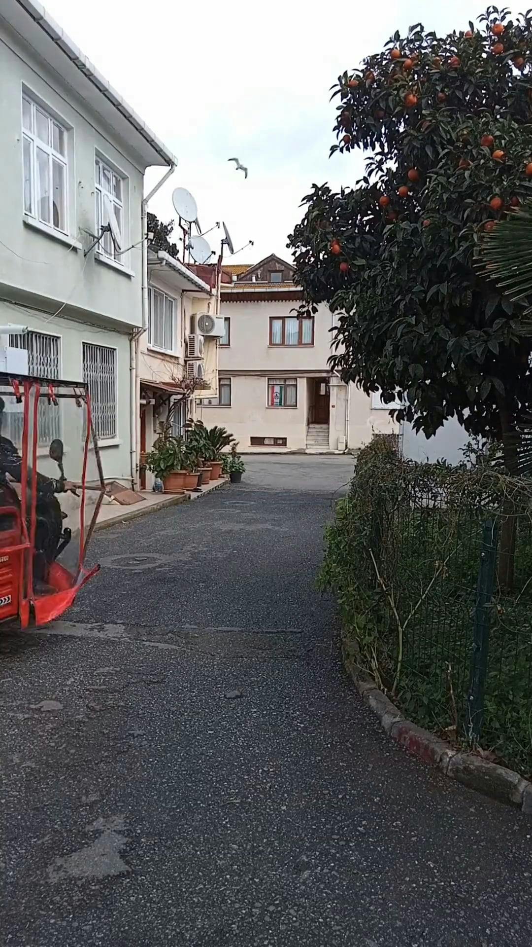 Cat Drive Videos, Download The BEST Free 4k Stock Video Footage & Cat ...