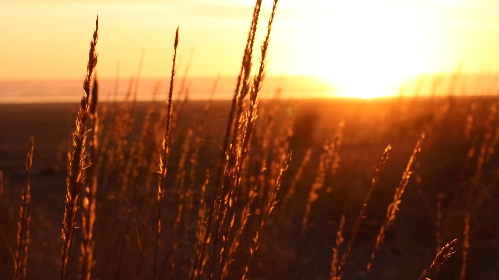 Grass Videos, Download The BEST Free 4k Stock Video Footage & Grass HD ...