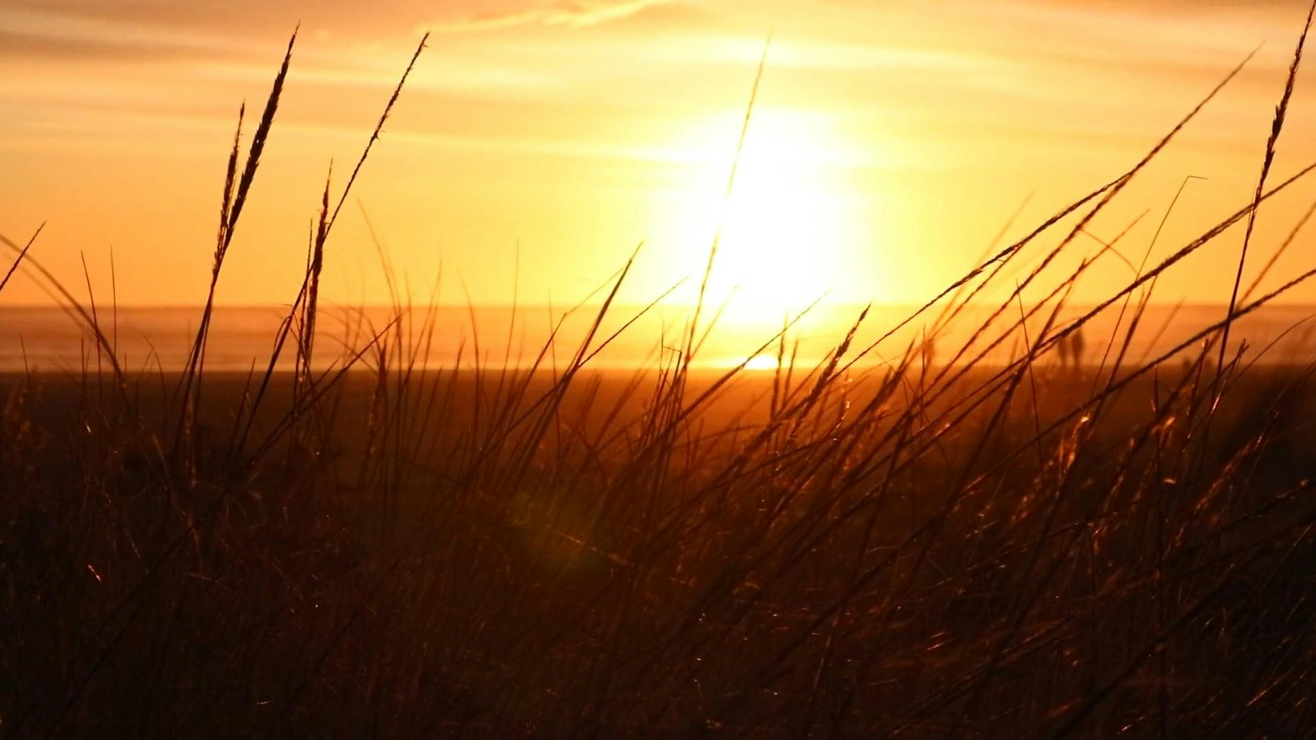 Photosynthesis Background Videos, Download The BEST Free 4k Stock Video ...