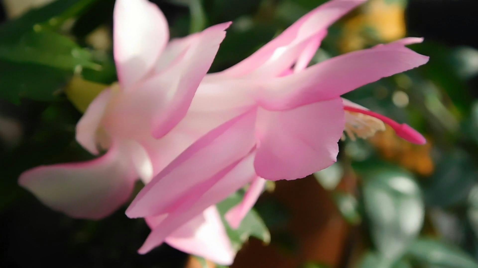 Time Lapse Video Of Flower Blooming · Free Stock Video