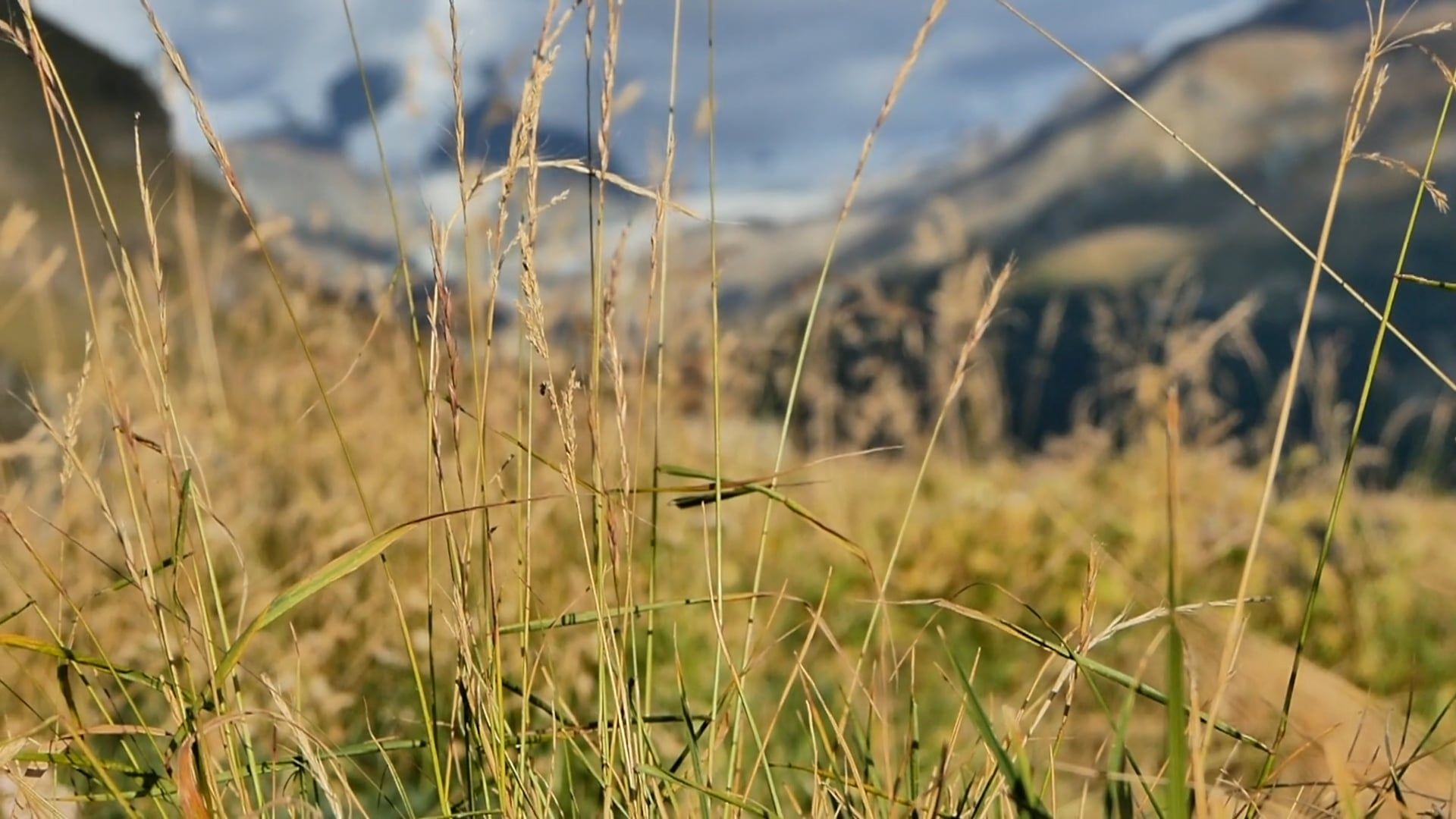 Grass By The Mountain Free Stock Video Footage, Royalty-Free 4K & HD ...
