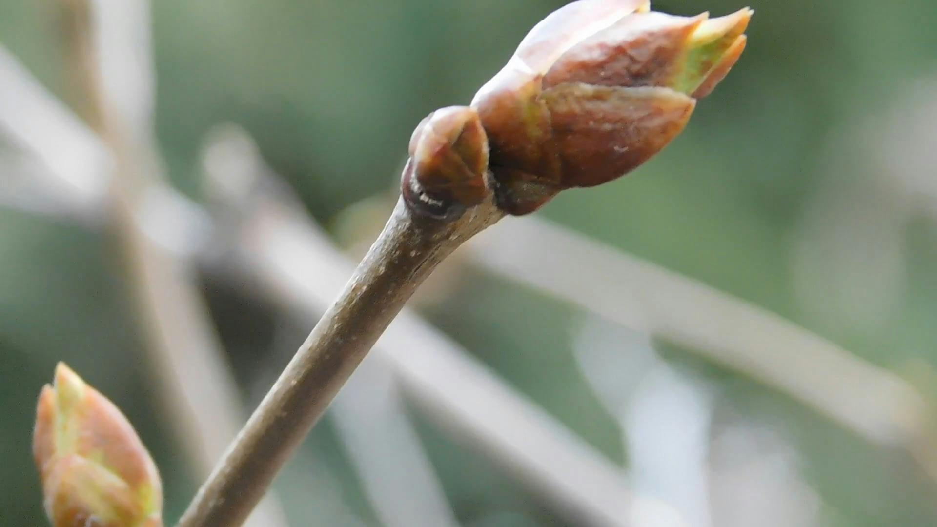 Free Spring Videos · Pexels