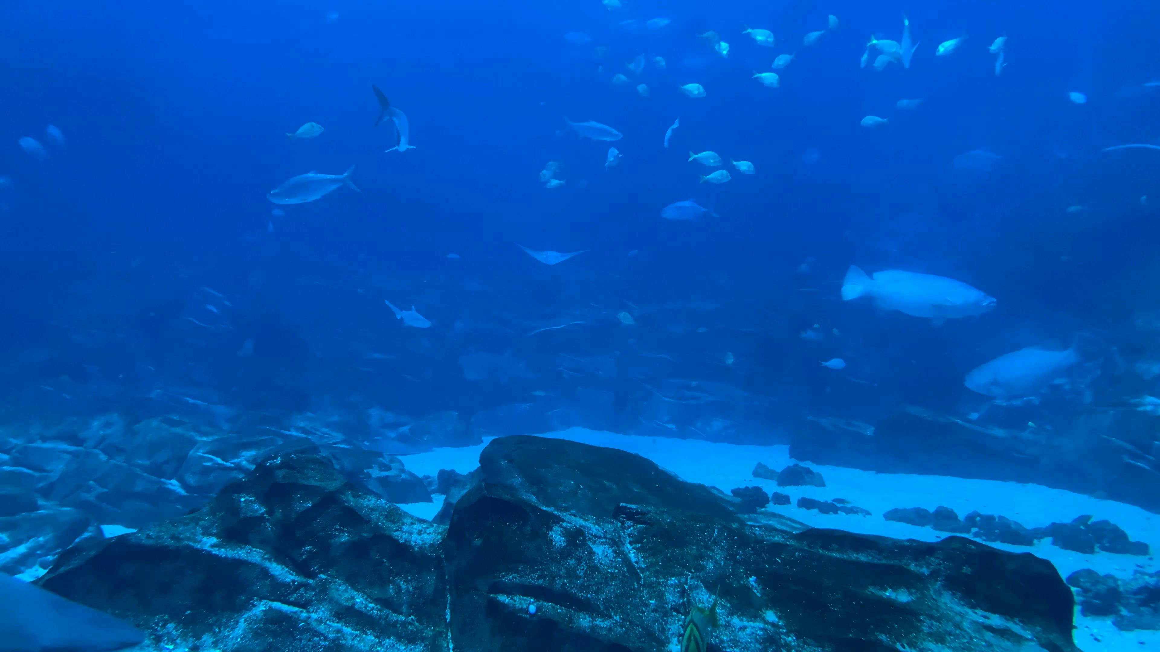 Shark On Ocean Floor Videos, Download The BEST Free 4k Stock Video ...