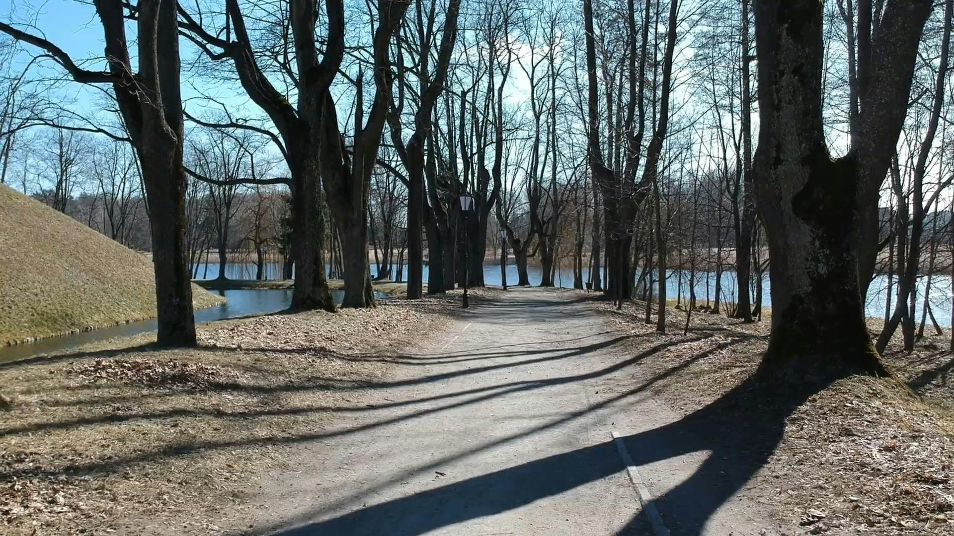 A Pathway With Trees In The Lake · Free Stock Video