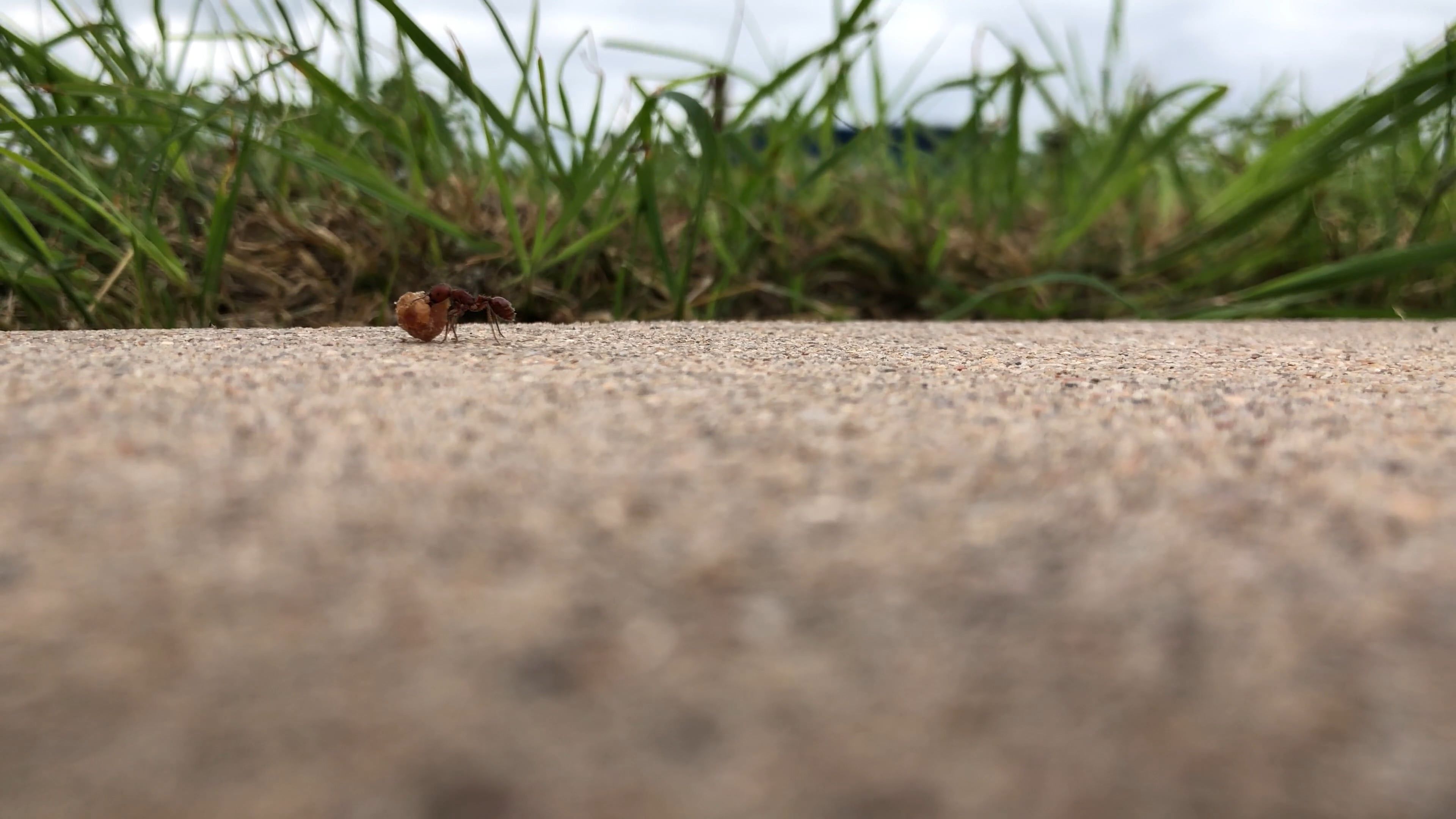 Ants Collecting Food for the Colony · Free Stock Video