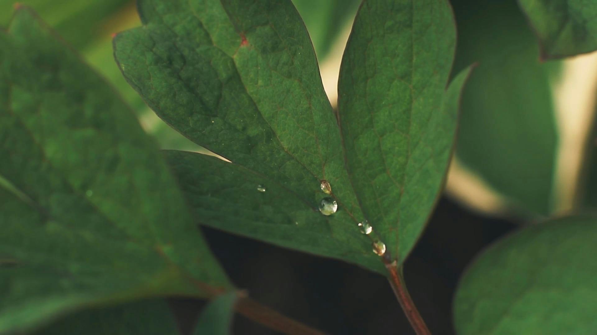 Leaves Photos, Download The BEST Free Leaves Stock Photos & HD Images