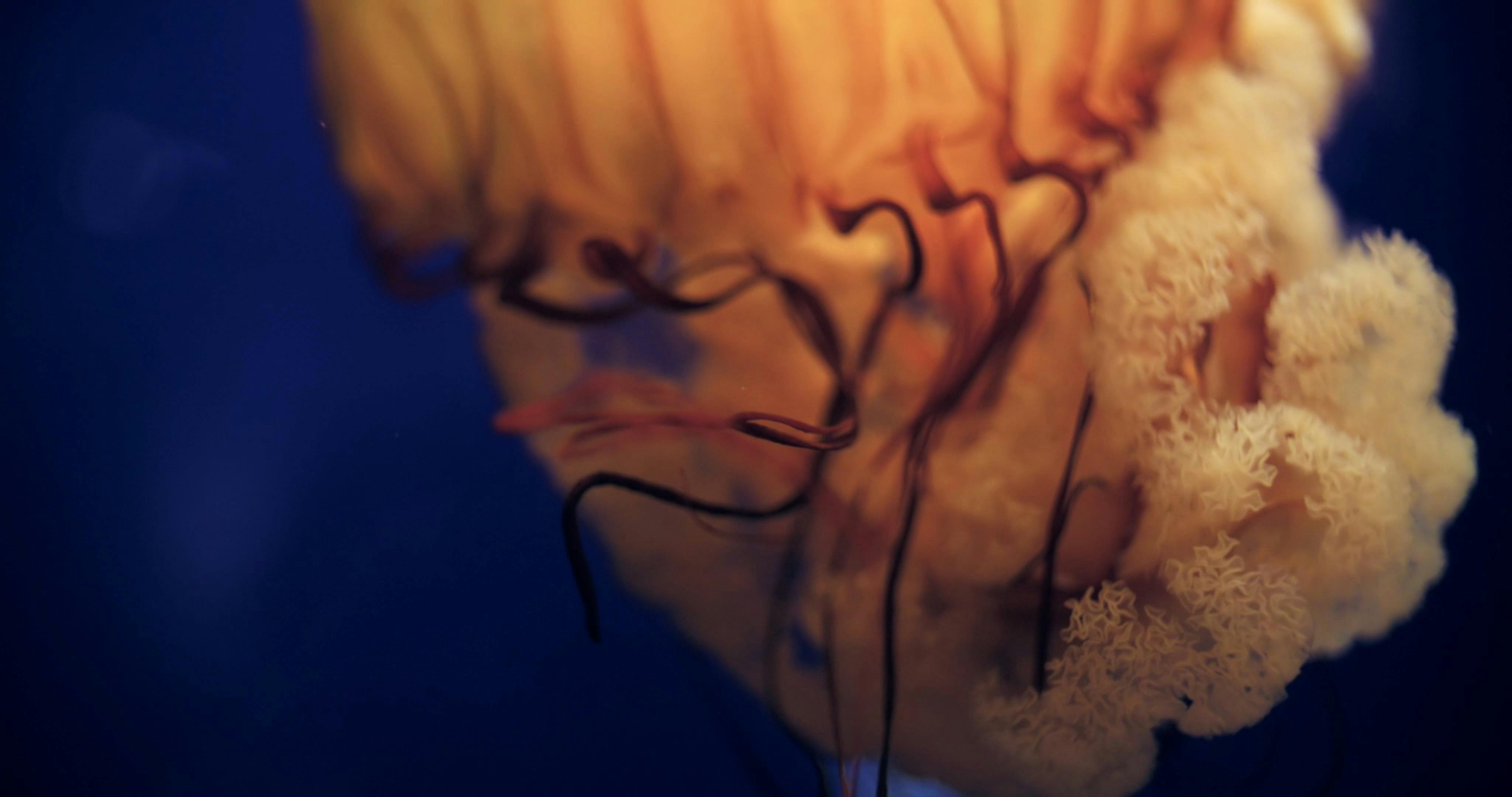Close-Up View Of A Jellyfish · Free Stock Video