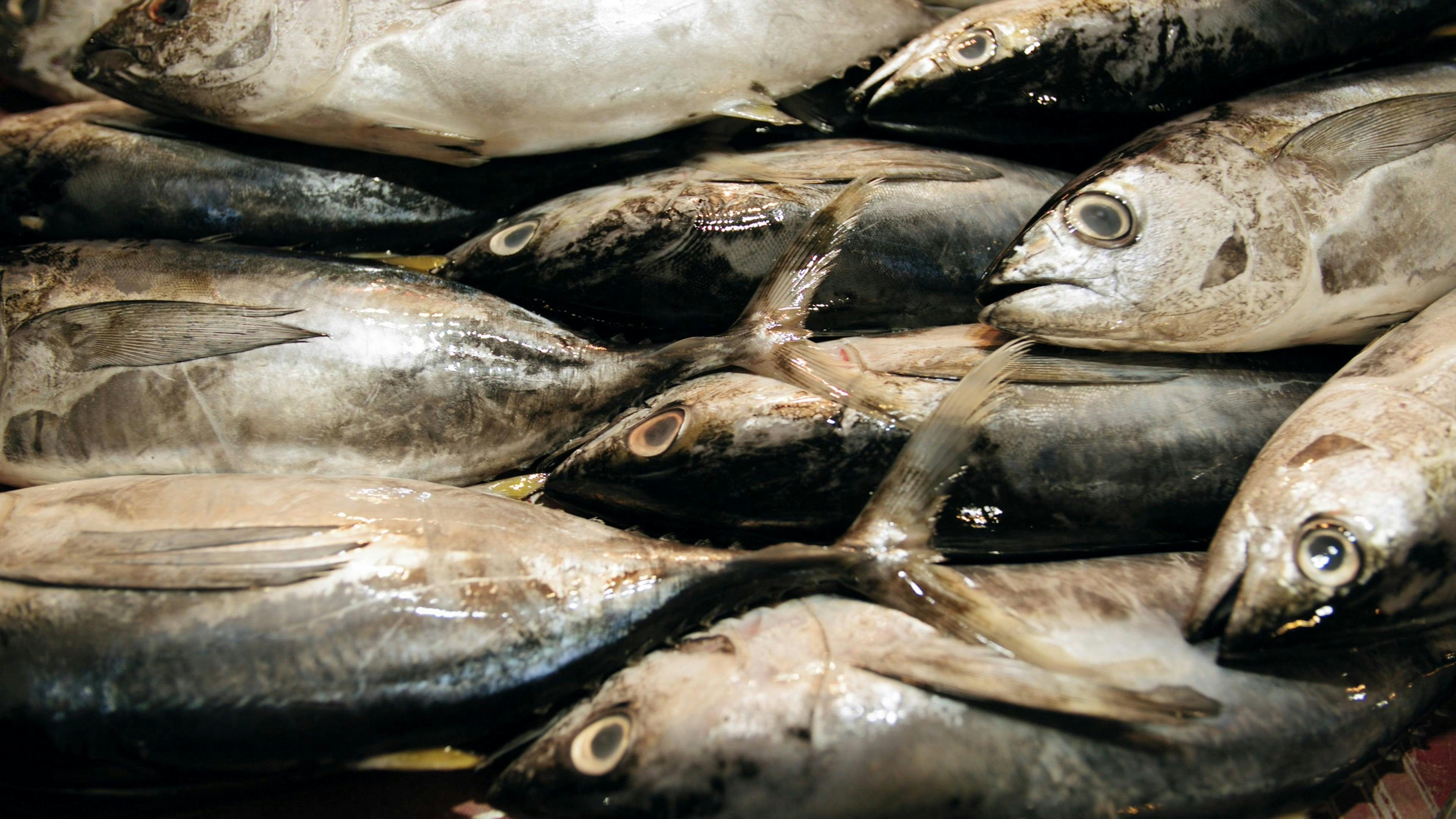 Sea Sale Videos, Download The BEST Free 4k Stock Video Footage & Sea ...