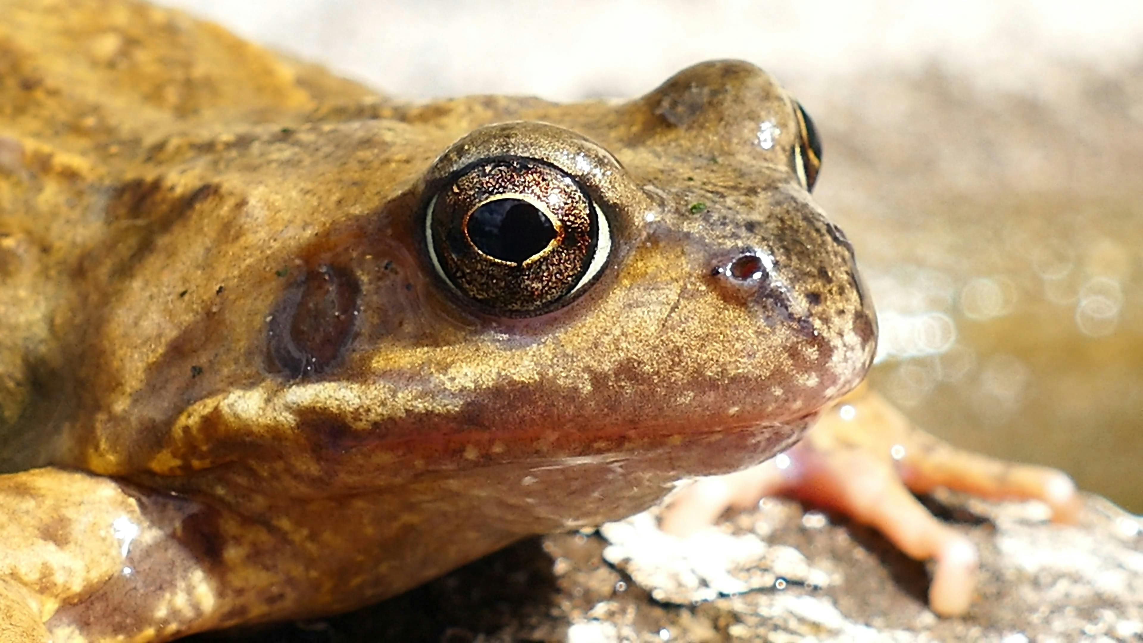 Close-Up View Of A Brown Frog · Free Stock Video