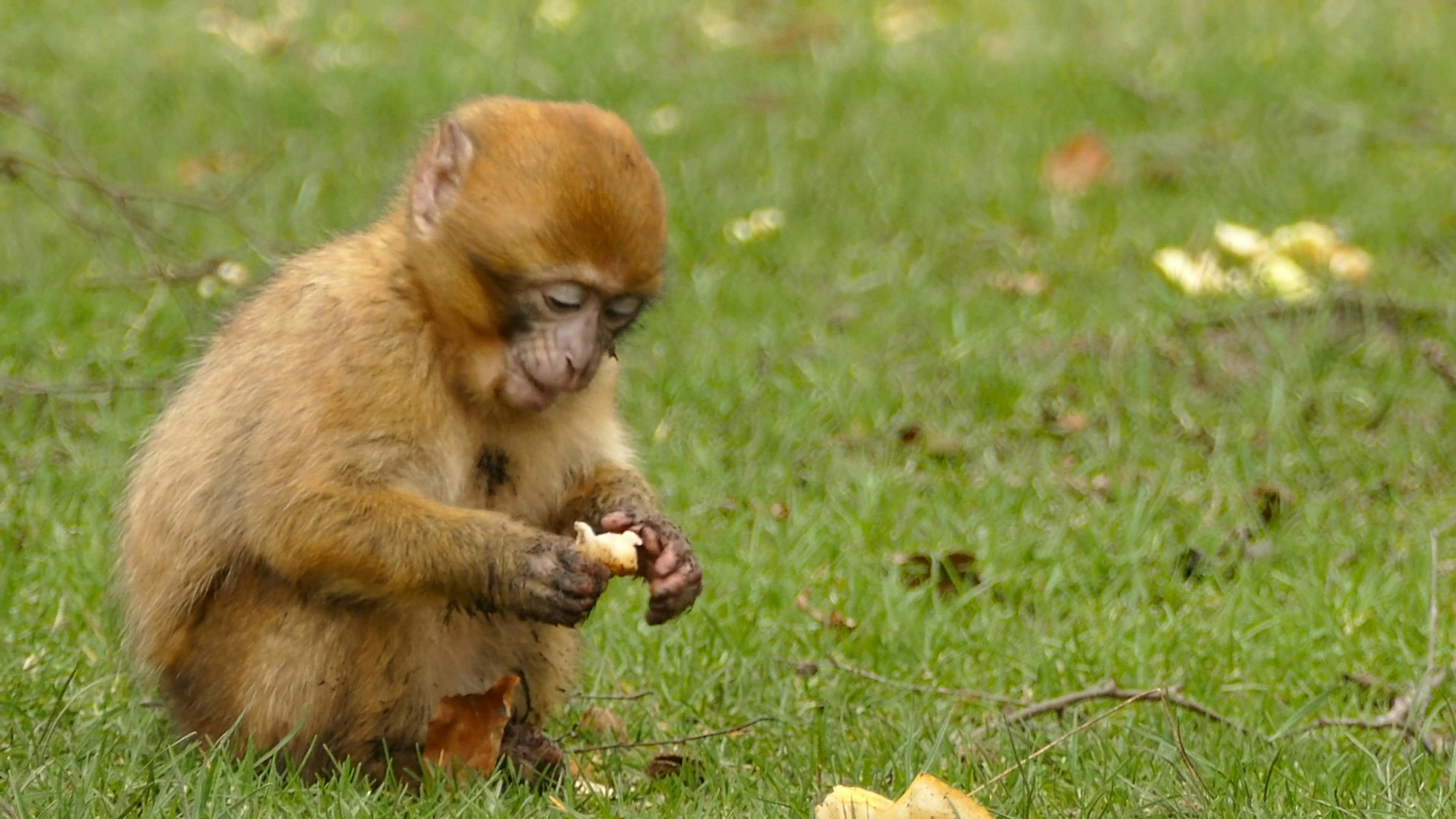 Un Mono Marrón Comiendo Pan · Vídeos de stock gratuitos