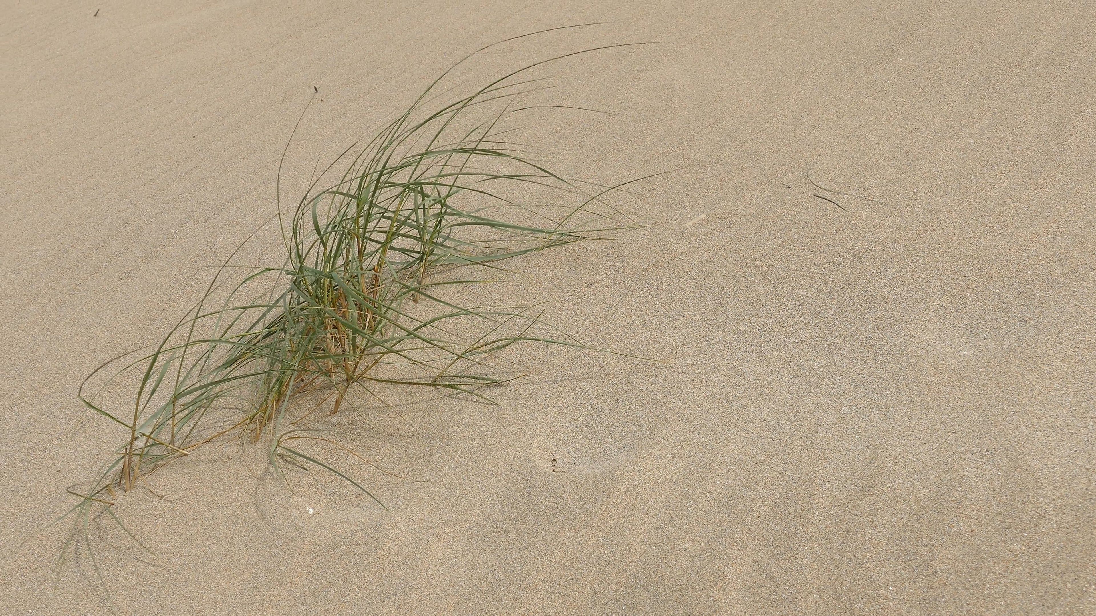 Seaside Grass Growing On The Sand · Free Stock Video