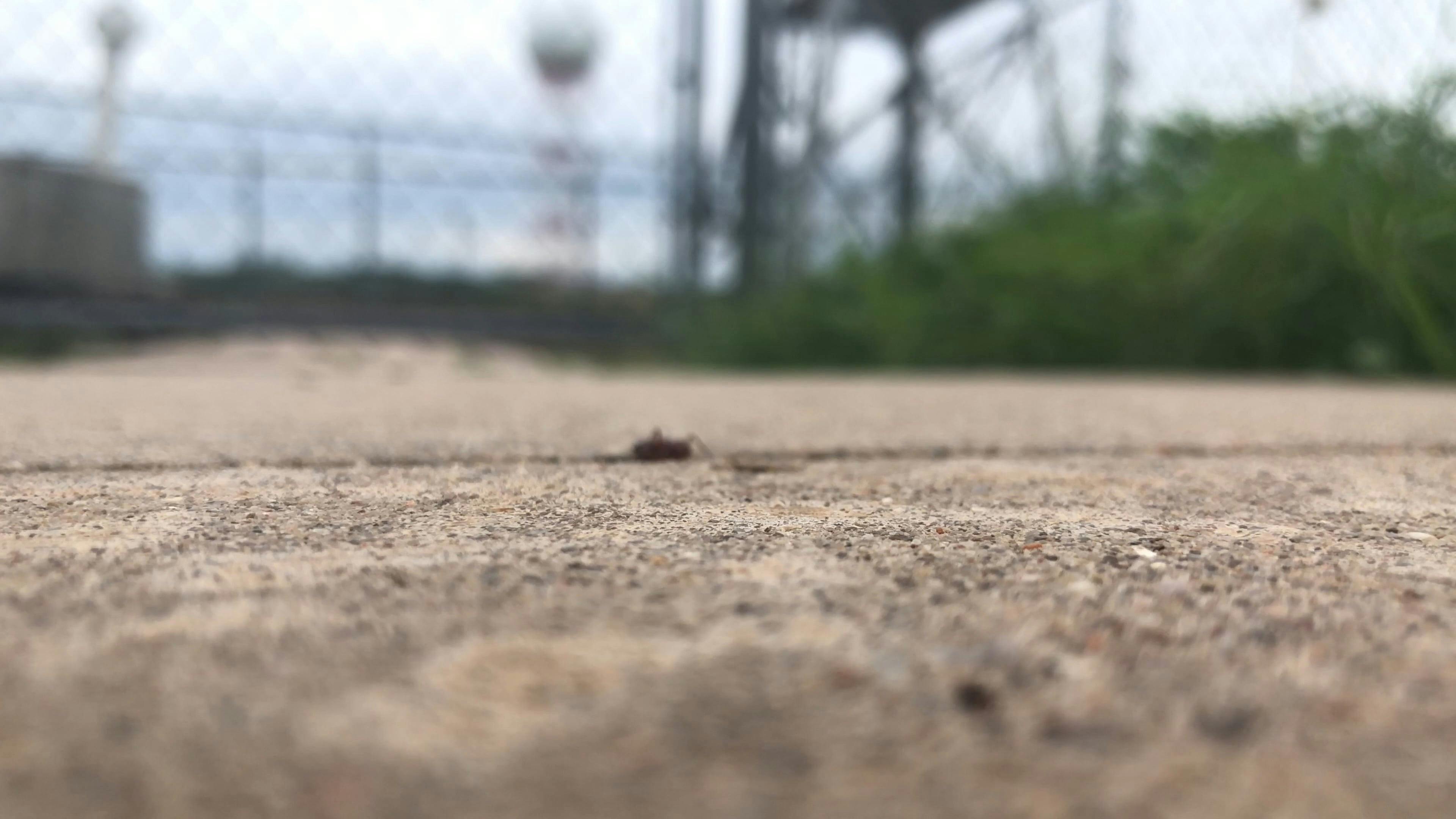 Grey Ant Videos, Download The BEST Free 4k Stock Video Footage & Grey ...