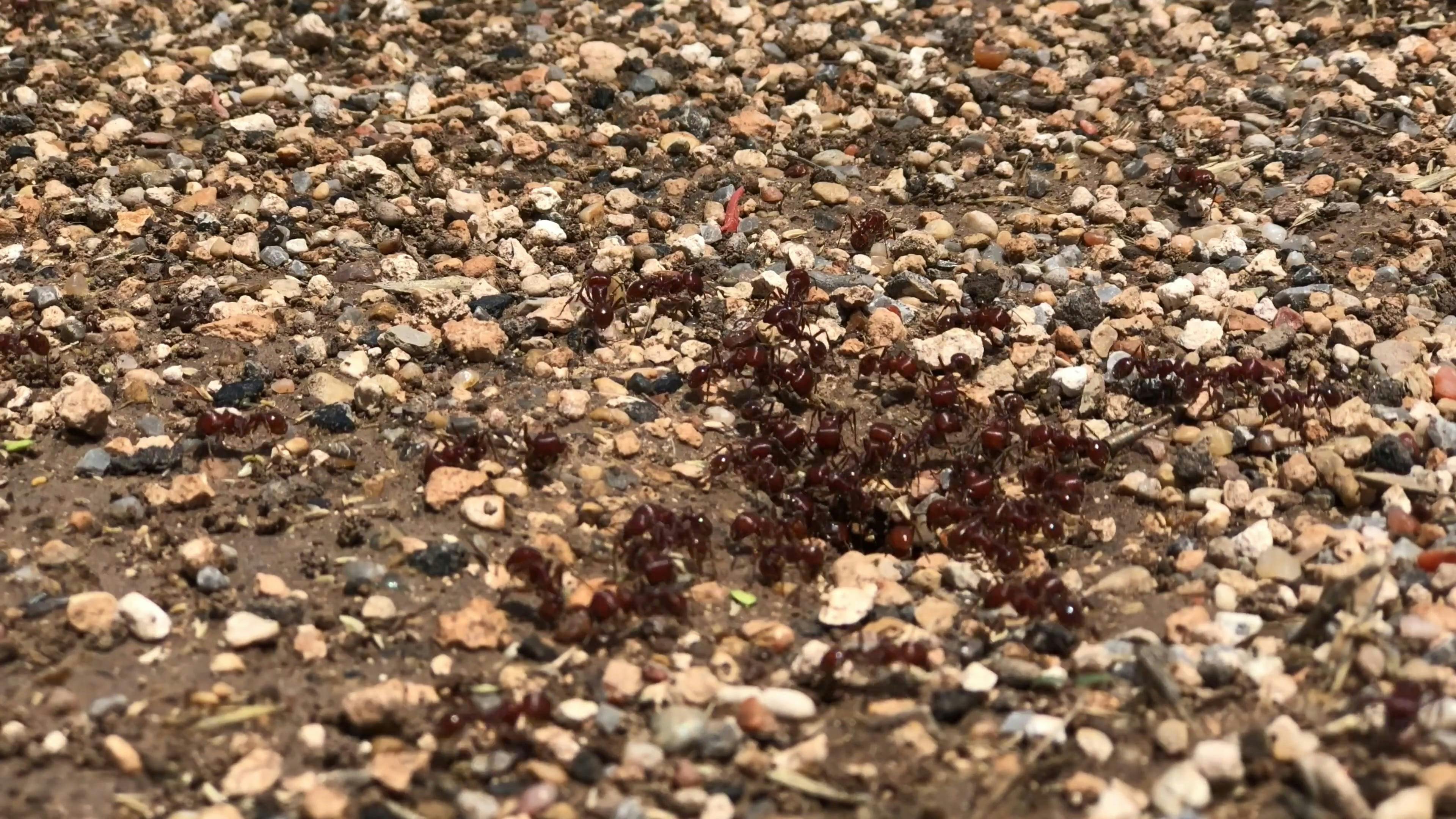 A Colony Of Ants · Free Stock Video