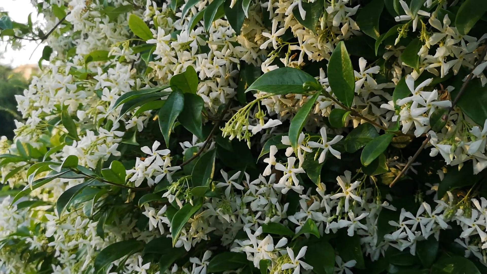 Aneesh Alex - 写真