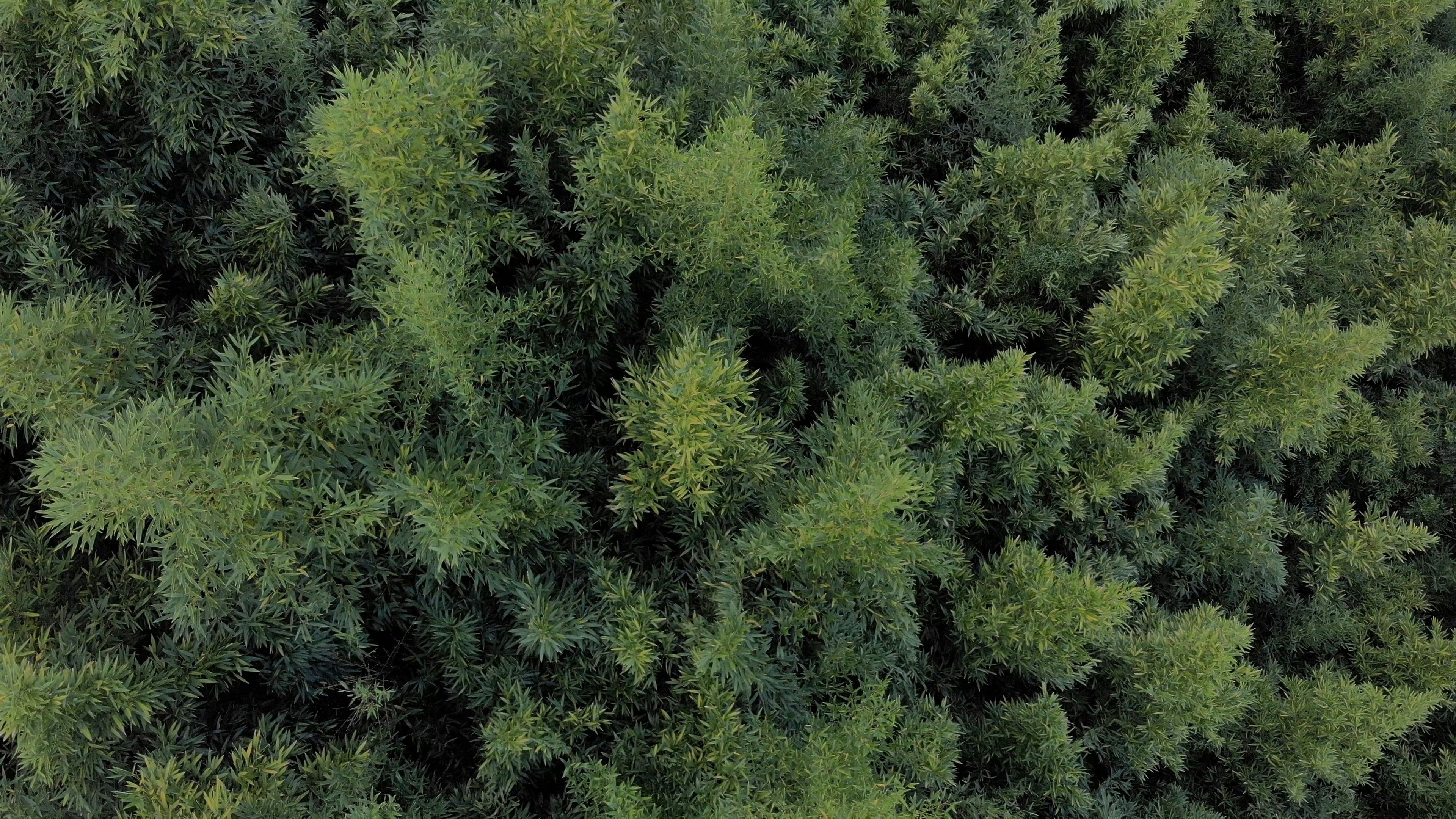 Bird's Eye View Of Trees During Daytime · Free Stock Video