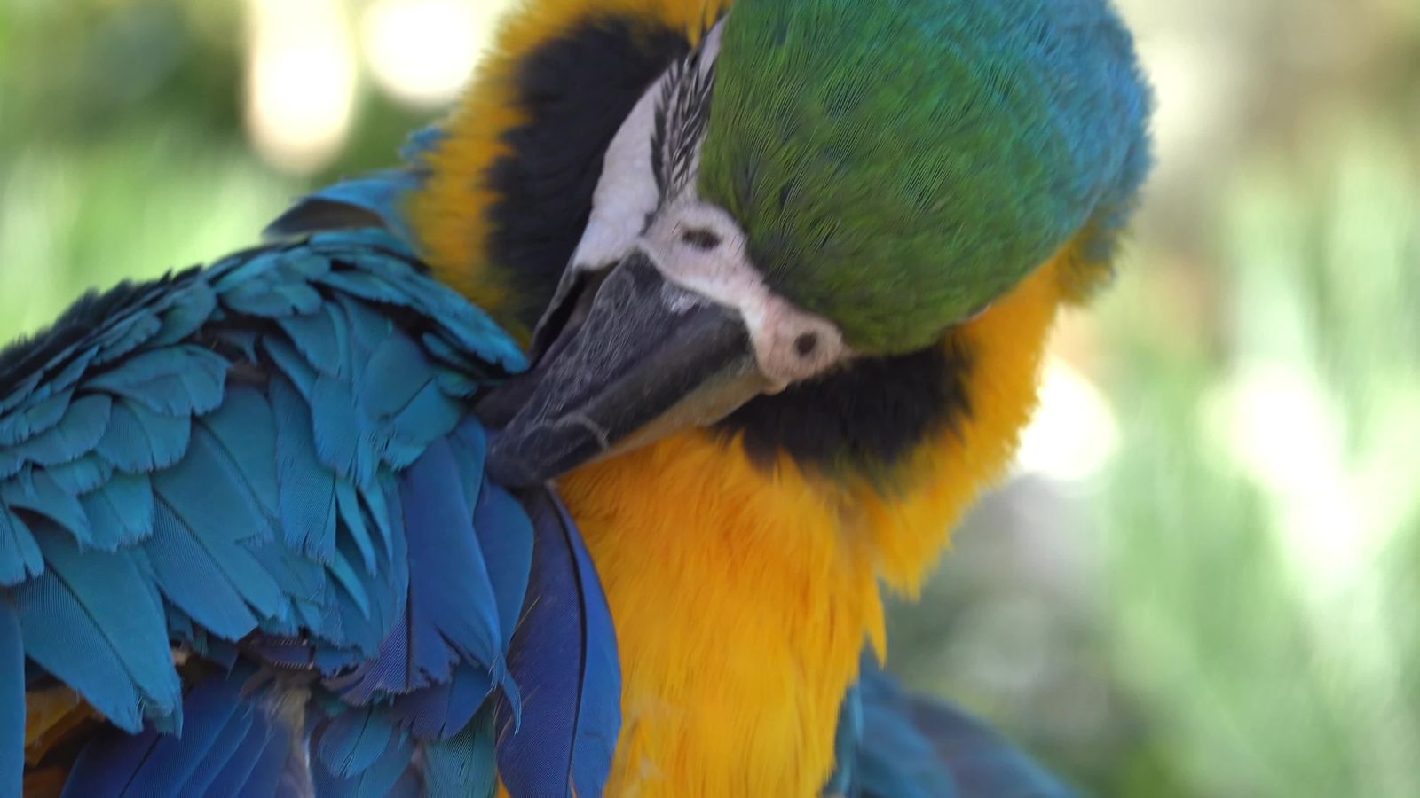 Jungle Birds And Animal Combine Wallpaper Videos, Download The BEST ...