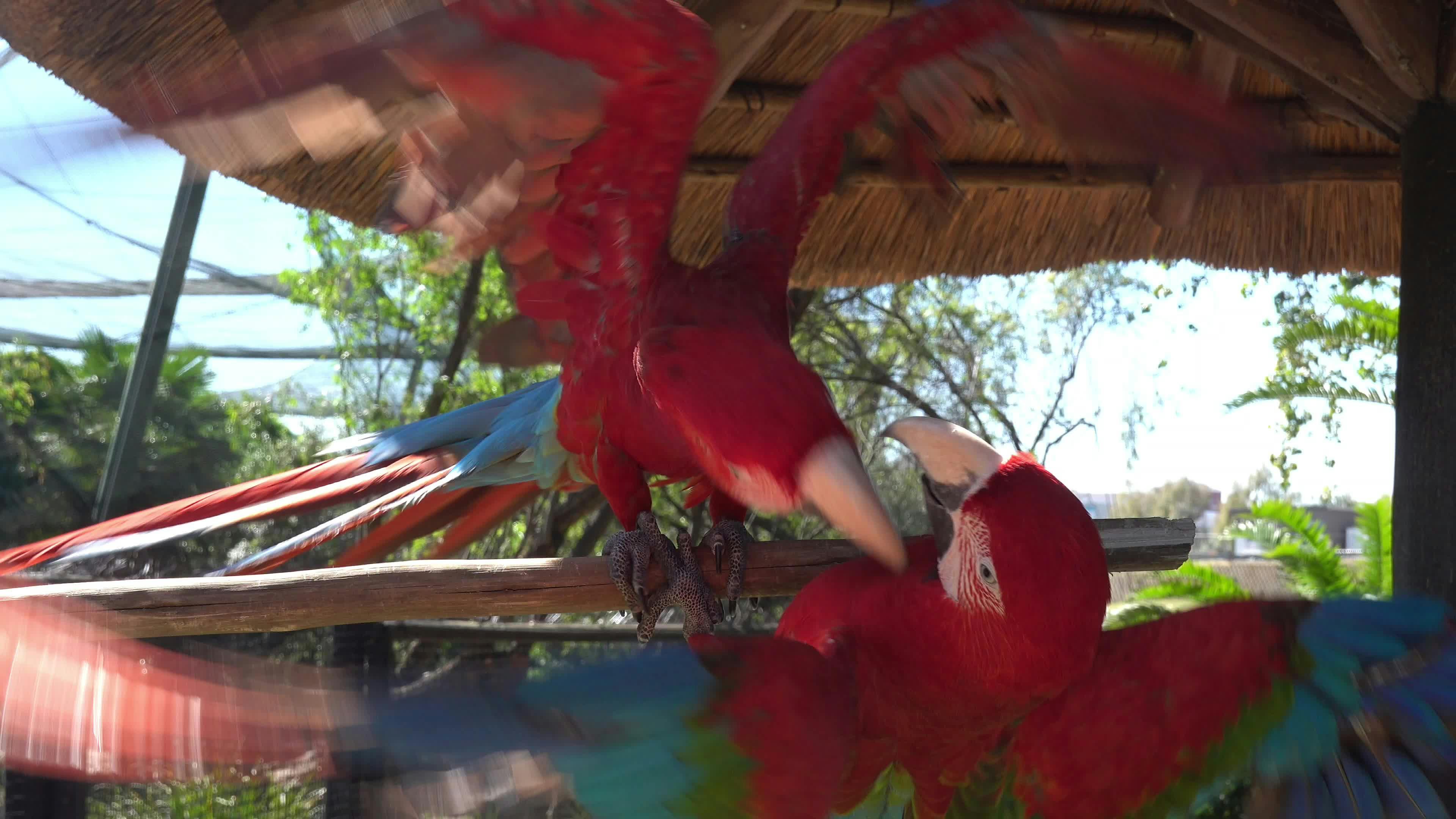 Two macaws are fighting in a cage Free Stock Video Footage, Royalty-Free 4K & HD Video Clip