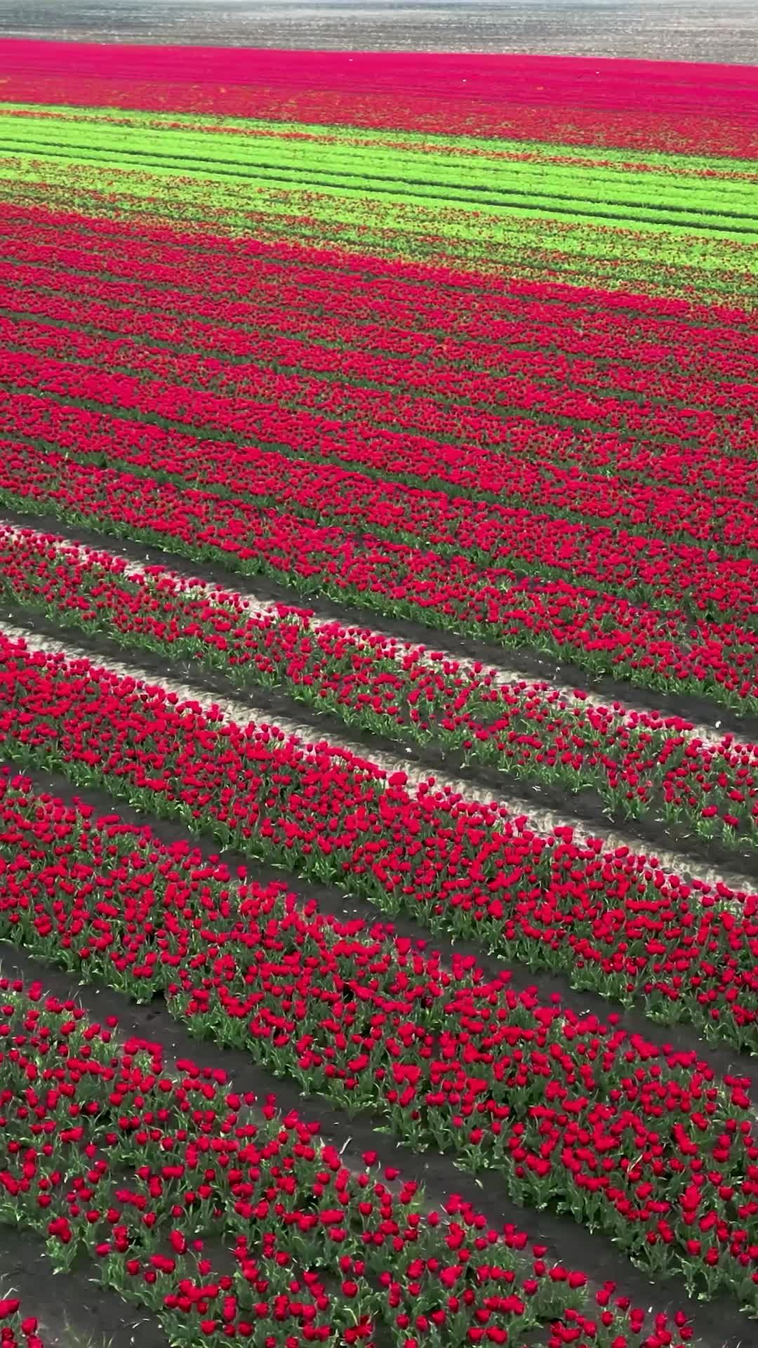 A field of tulips with red and green stripes Free Stock Video Footage ...